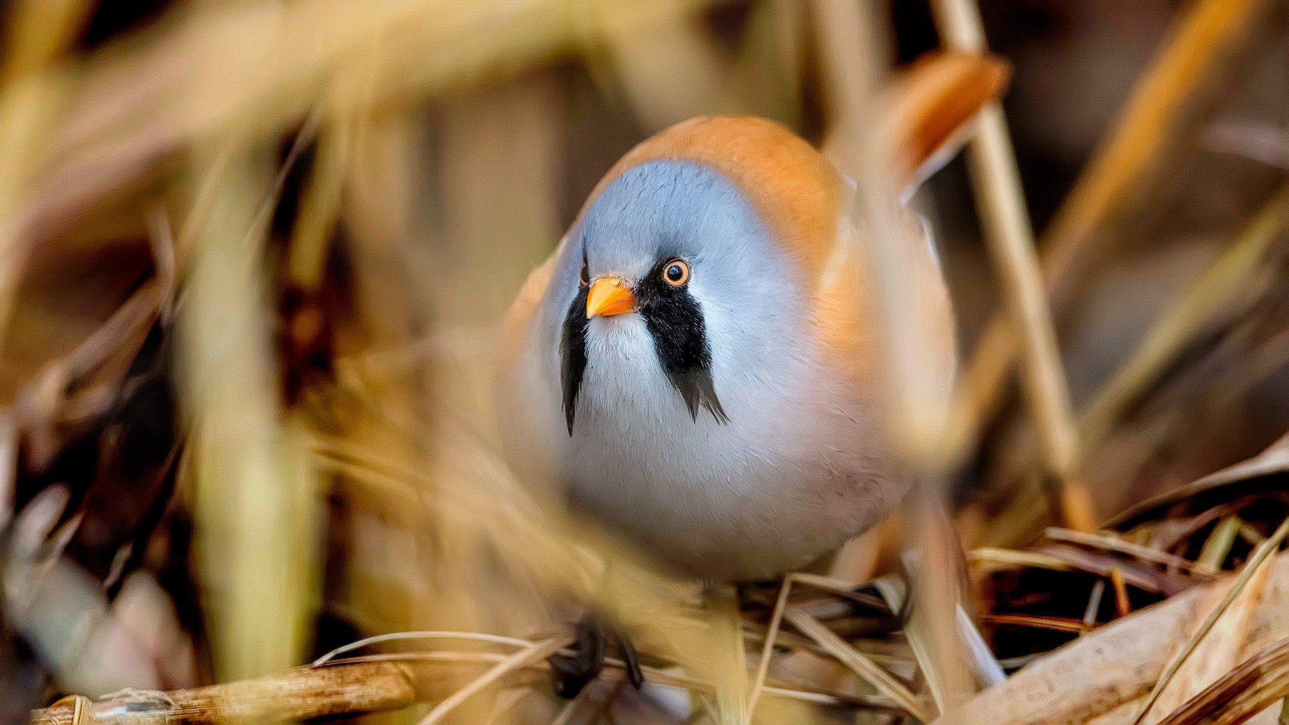 Cute Bird HD Wallpapers - Top Free Cute Bird HD Backgrounds ...