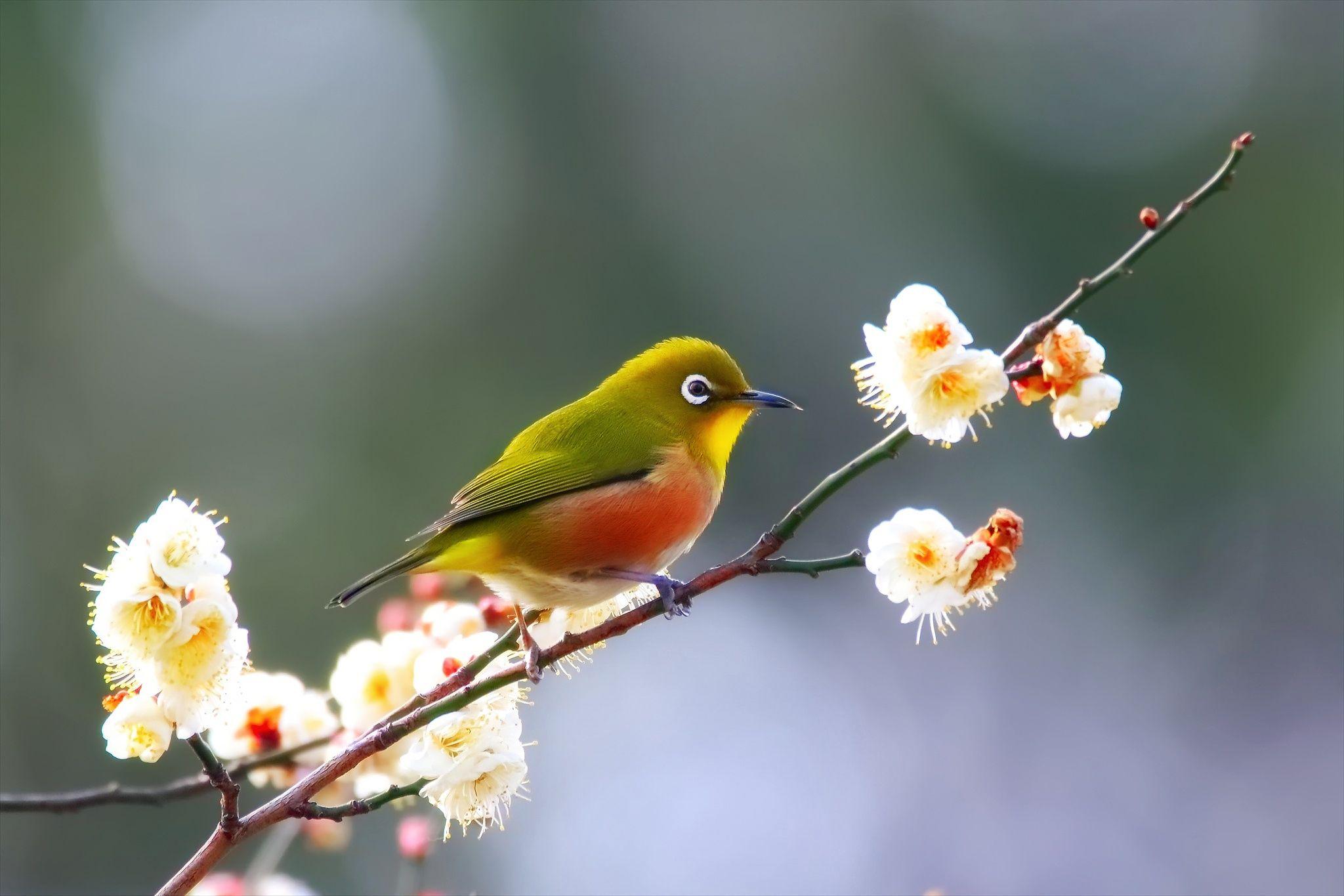Cute Bird HD Wallpapers - Top Free Cute Bird HD Backgrounds ...