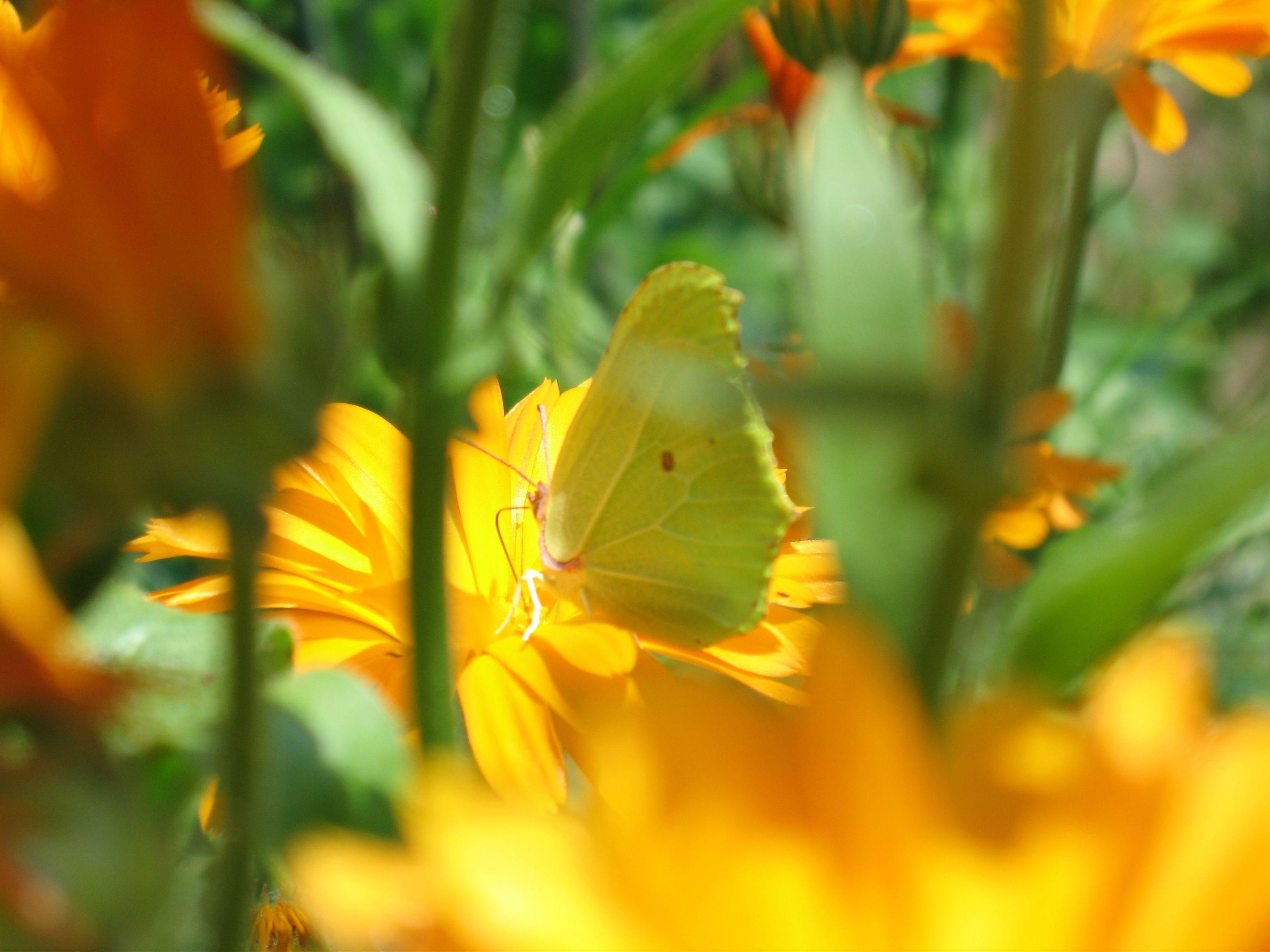 Butterfly Summer Desktop Wallpapers - Top Free Butterfly Summer Desktop ...