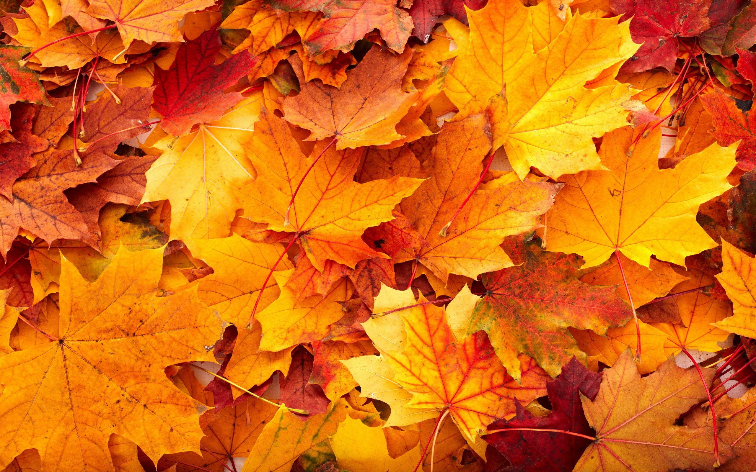 Cool Fall Wallpapers - Top Free Cool Fall Backgrounds - WallpaperAccess