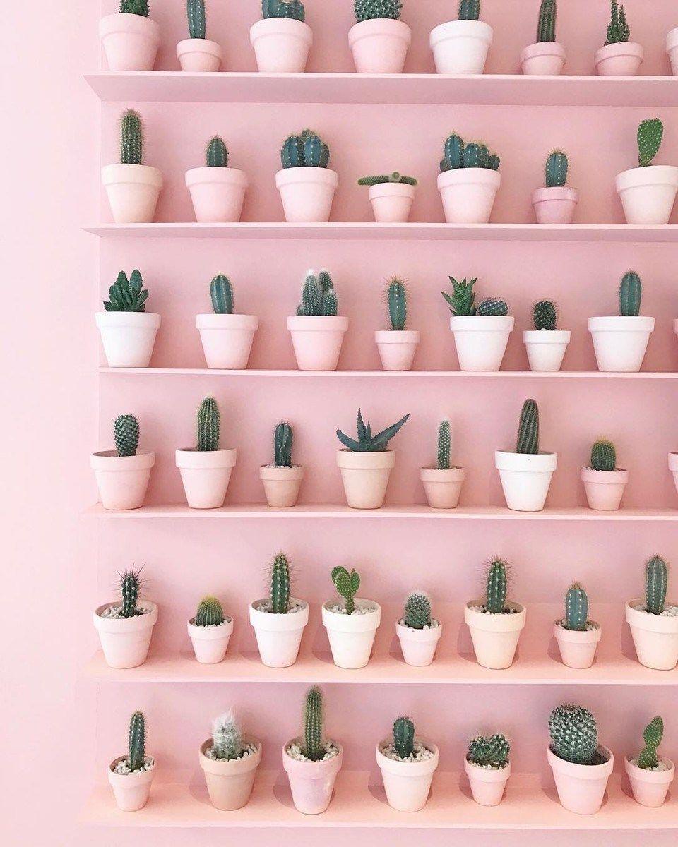 Pink Cactus Wallpapers - Top Free Pink Cactus Backgrounds - WallpaperAccess