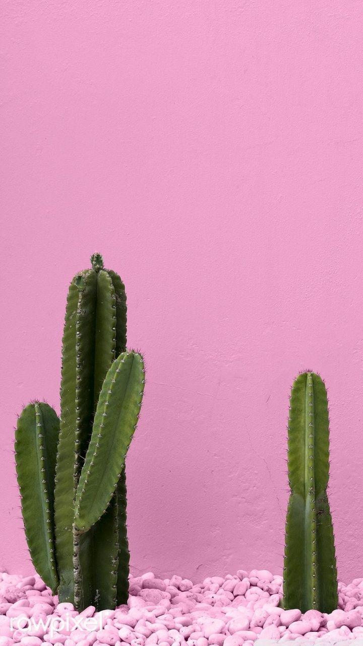 Pink Cactus Wallpapers - Top Free Pink Cactus Backgrounds - WallpaperAccess
