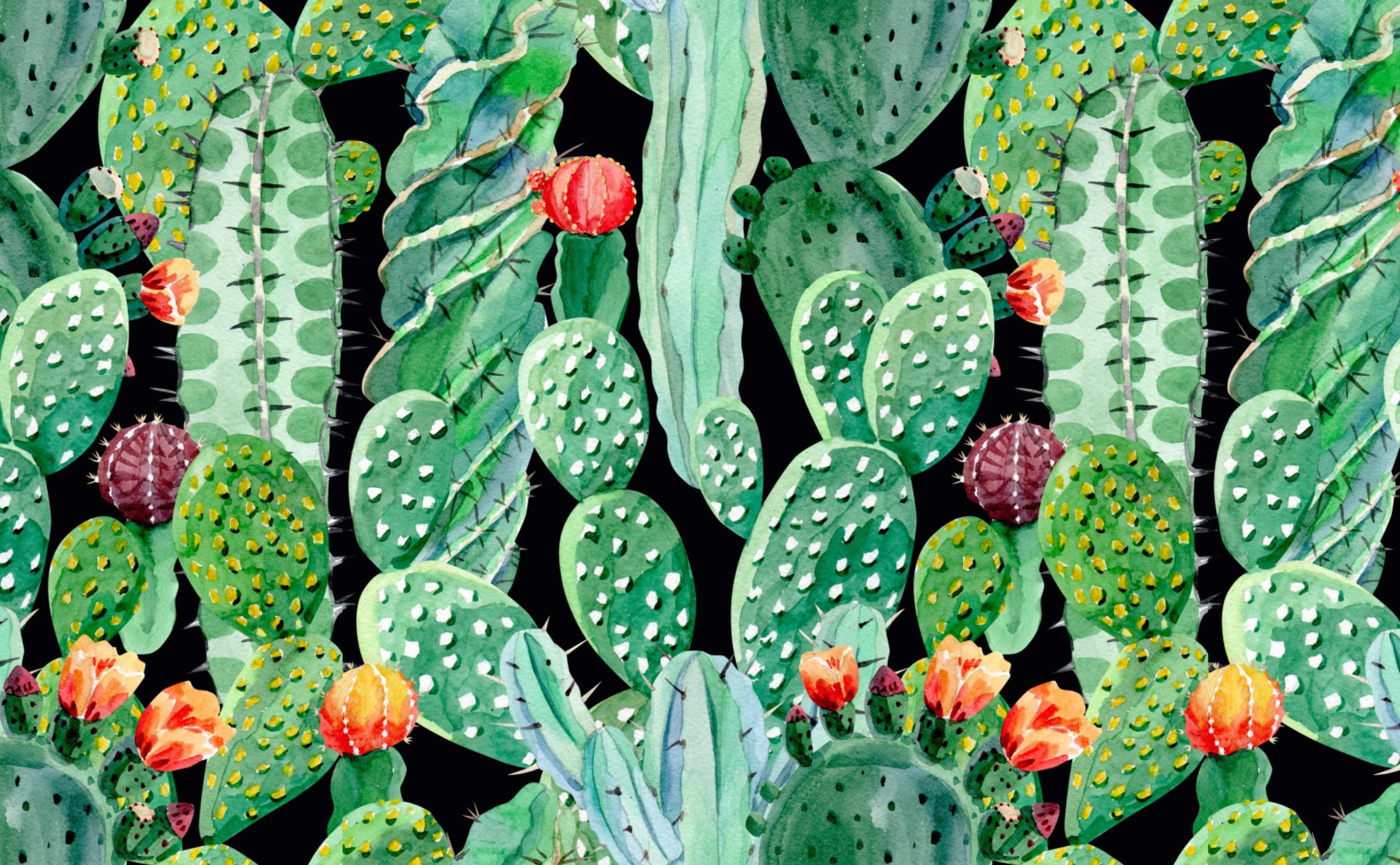 Cactus Plant Wallpapers - Top Free Cactus Plant Backgrounds ...