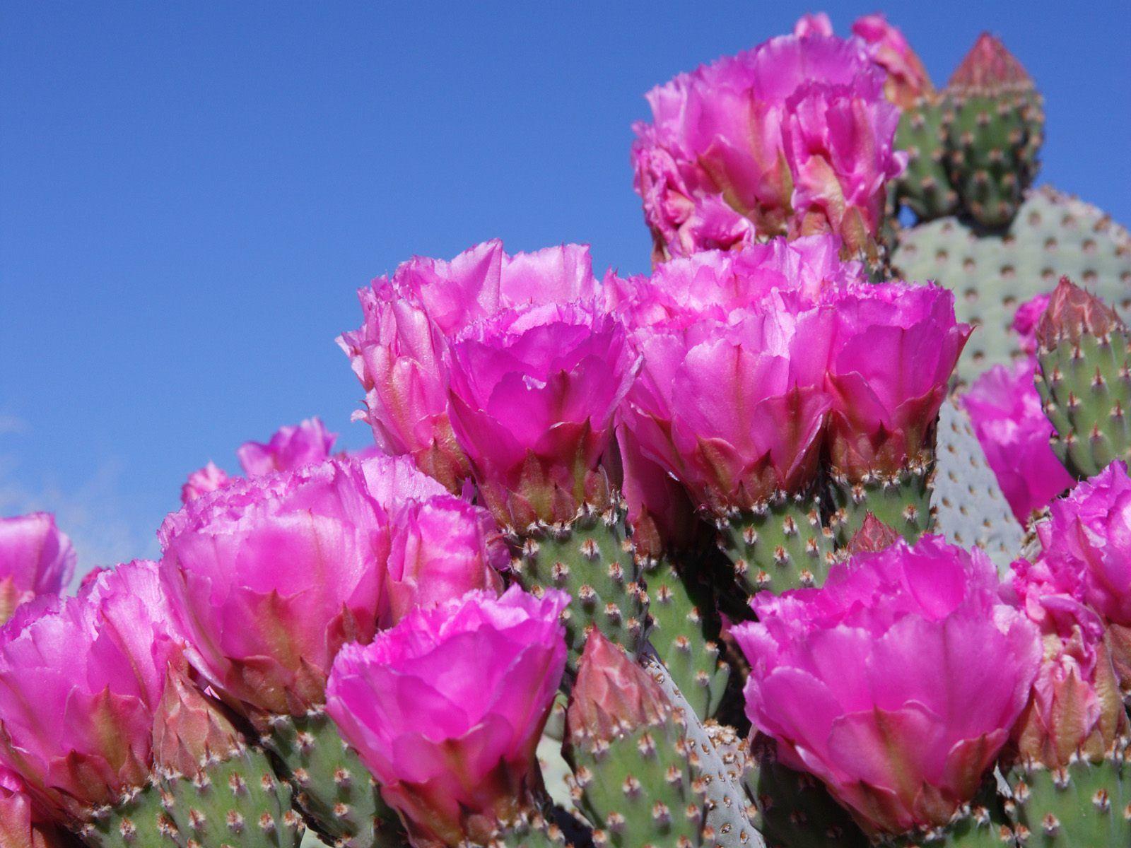 Pink Cactus Wallpapers - Top Free Pink Cactus Backgrounds - WallpaperAccess