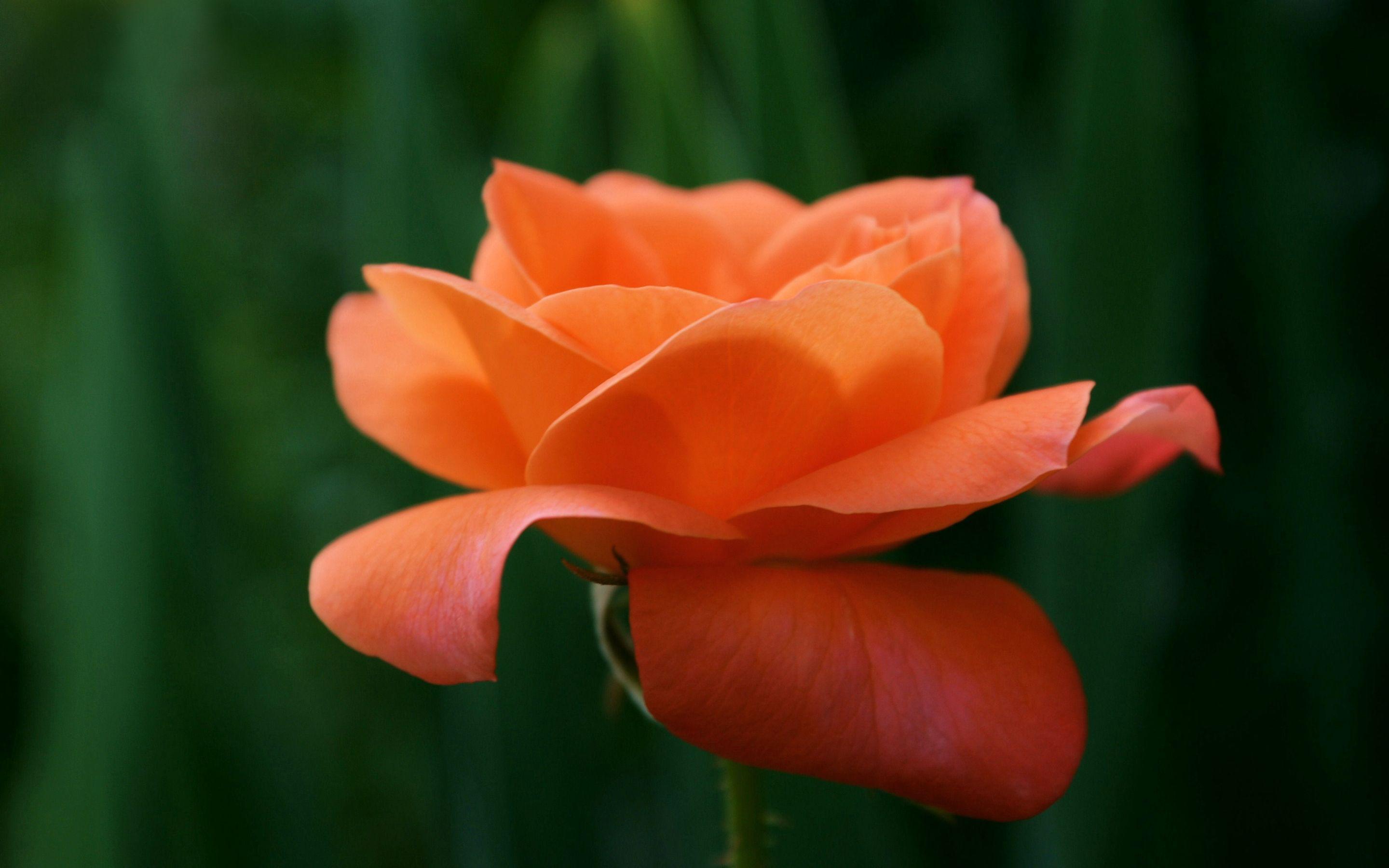 Orange Rose HD Wallpapers - Top Free Orange Rose HD Backgrounds - WallpaperAccess