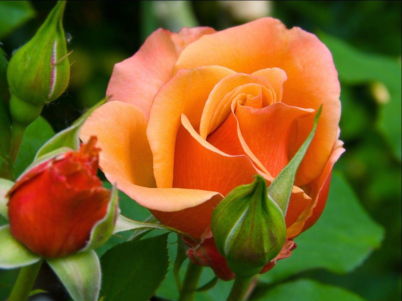 Orange Rose HD Wallpapers - Top Free Orange Rose HD Backgrounds - WallpaperAccess
