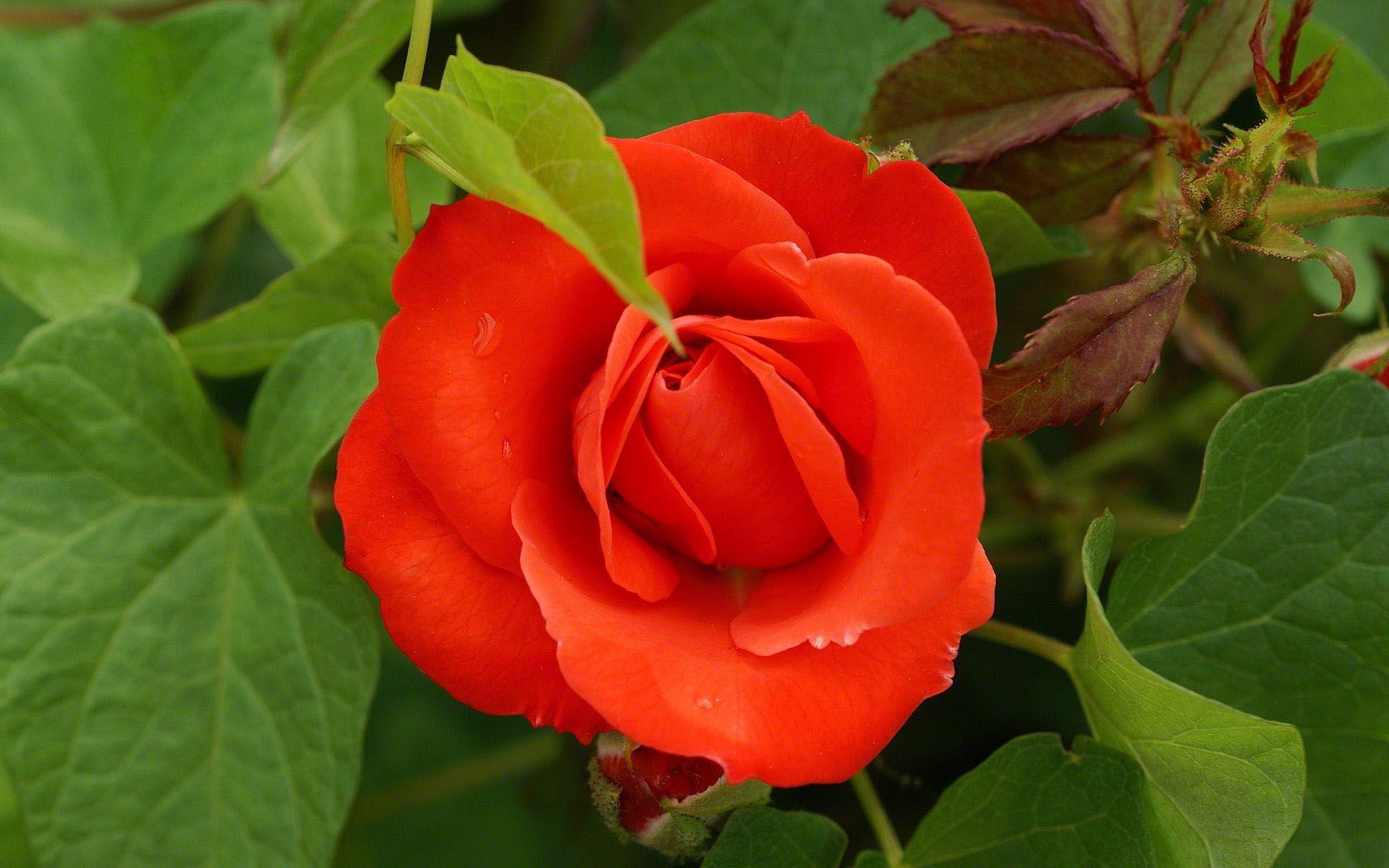 Orange Rose HD Wallpapers - Top Free Orange Rose HD Backgrounds ...