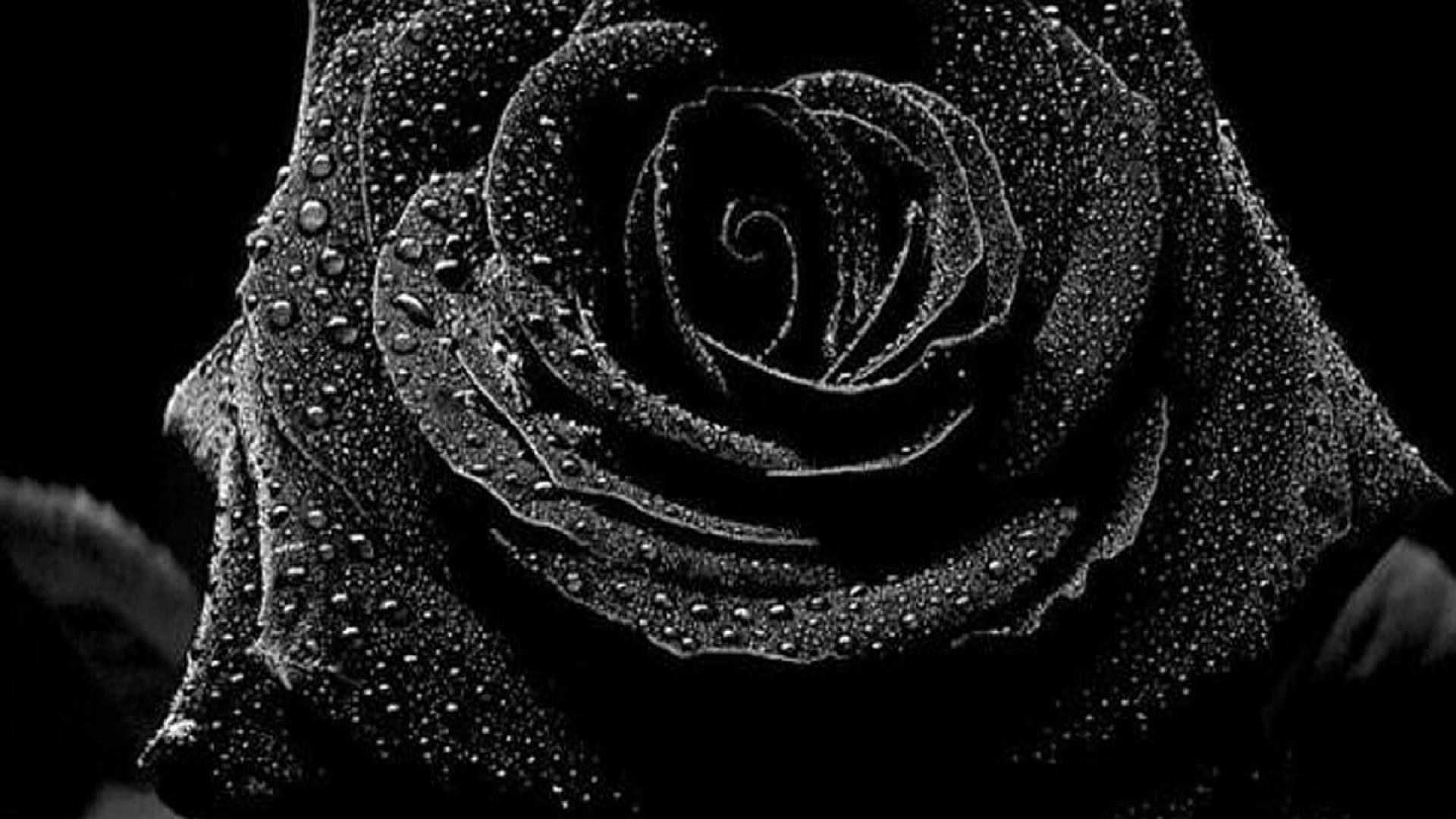 Gothic Roses HD Wallpapers - Top Free Gothic Roses HD Backgrounds ...