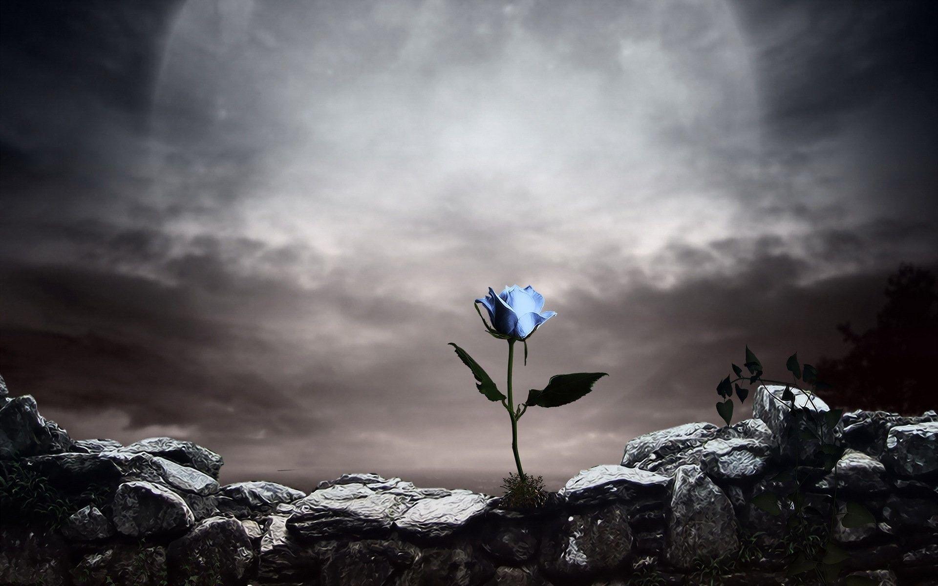 Gothic Roses HD Wallpapers - Top Free Gothic Roses HD Backgrounds ...