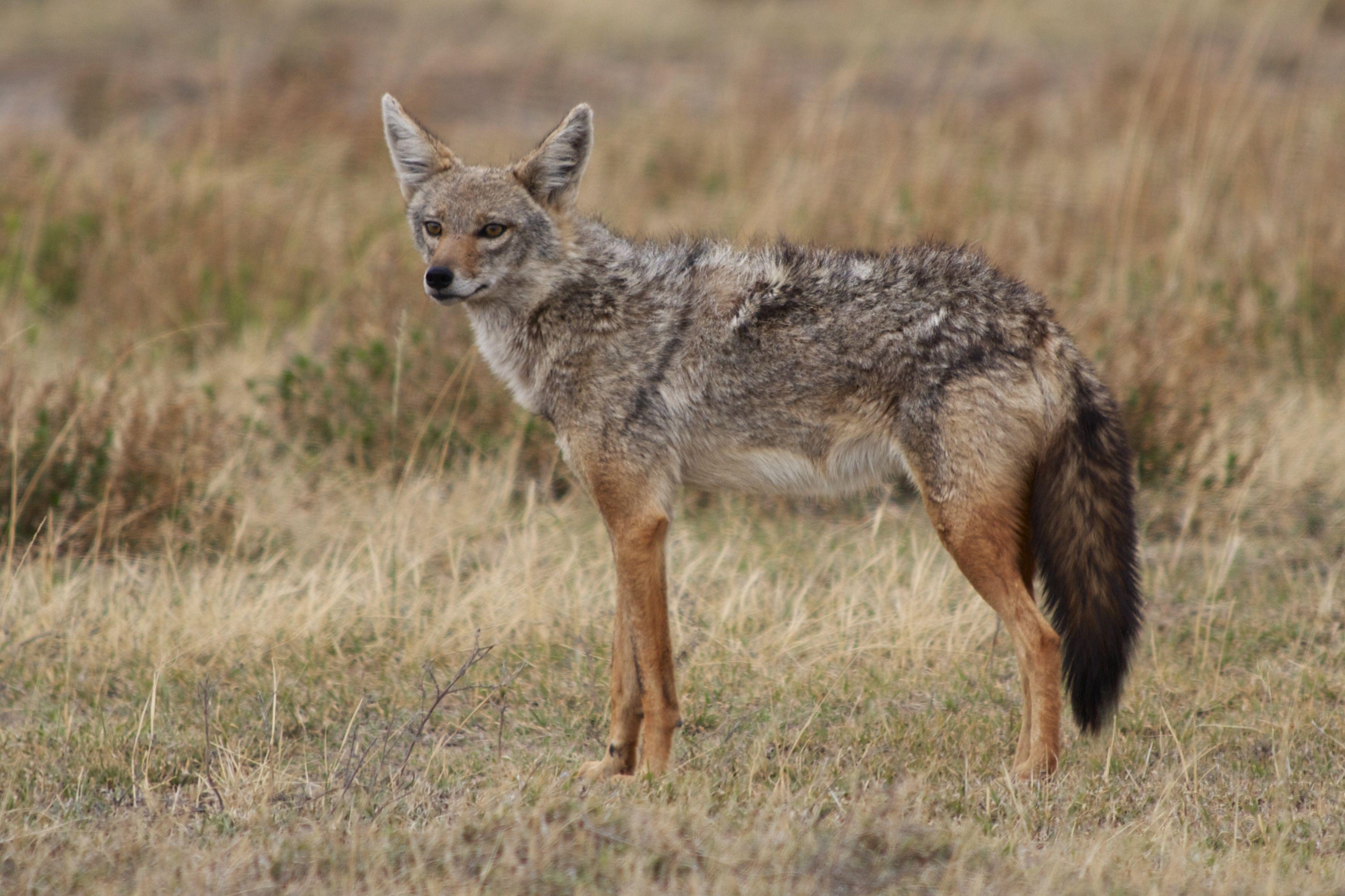 Jackal Wallpapers - Top Free Jackal Backgrounds - WallpaperAccess