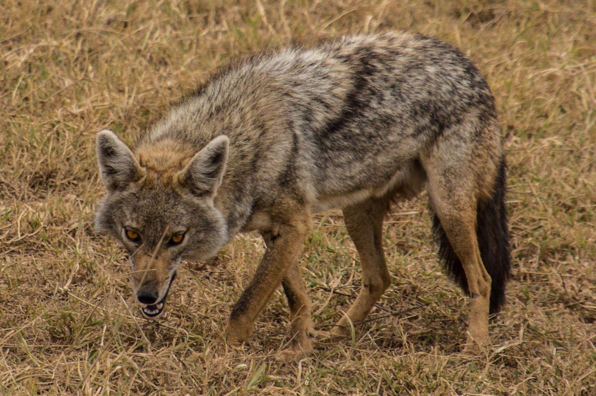 Jackal Wallpapers - Top Free Jackal Backgrounds - WallpaperAccess