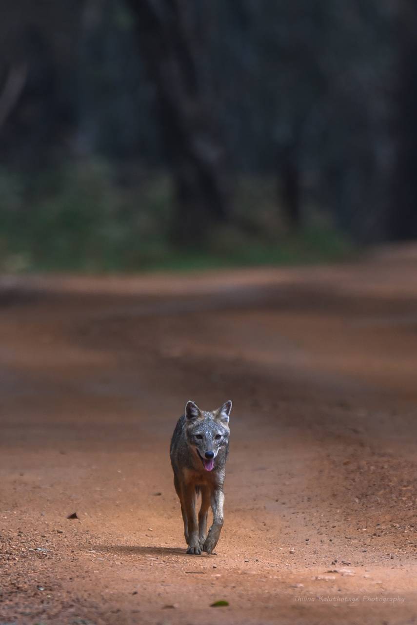 Jackal Wallpapers - Top Free Jackal Backgrounds - WallpaperAccess