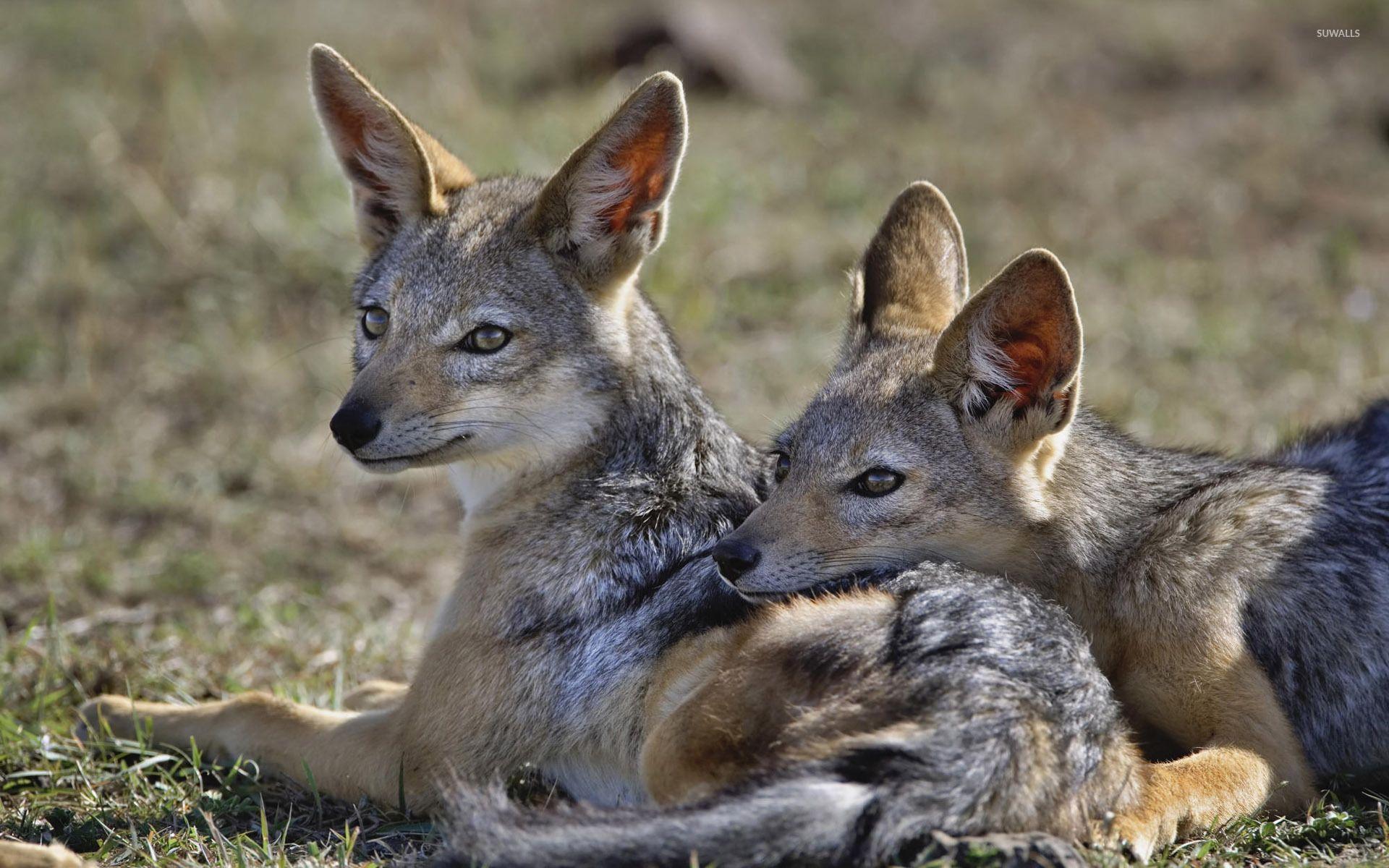 Jackal Wallpapers - Top Free Jackal Backgrounds - WallpaperAccess