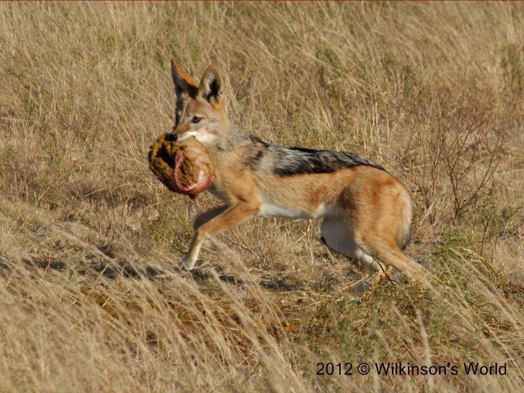 Jackal Wallpapers - Top Free Jackal Backgrounds - WallpaperAccess