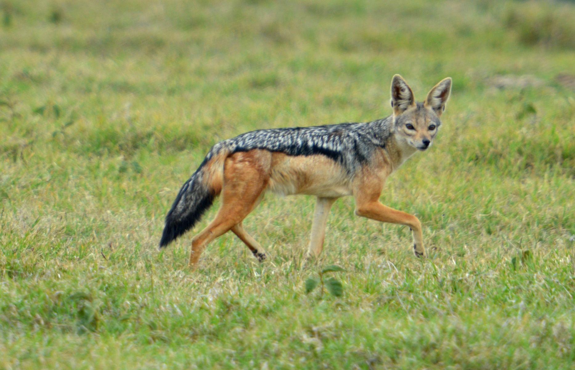 Jackal Wallpapers - Top Free Jackal Backgrounds - WallpaperAccess