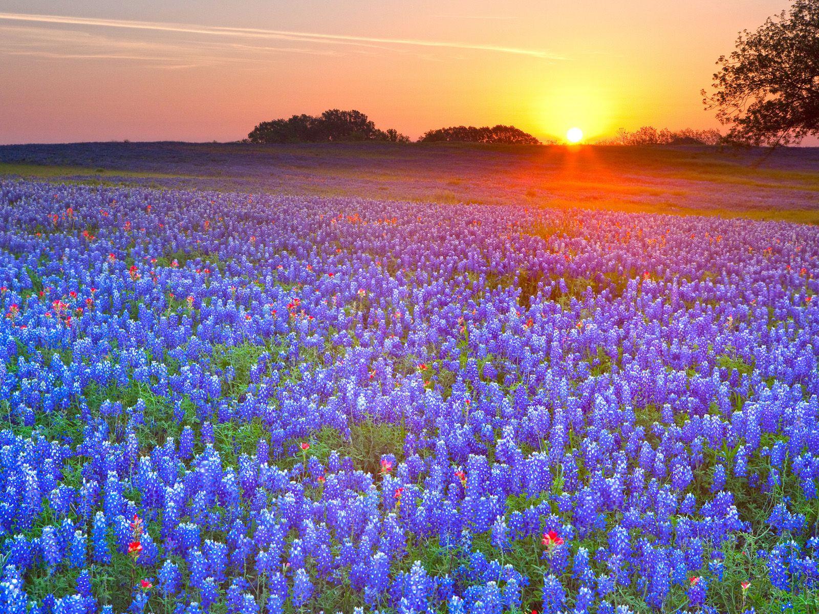 Texas Hill Country Wallpapers - Top Free Texas Hill Country Backgrounds ...
