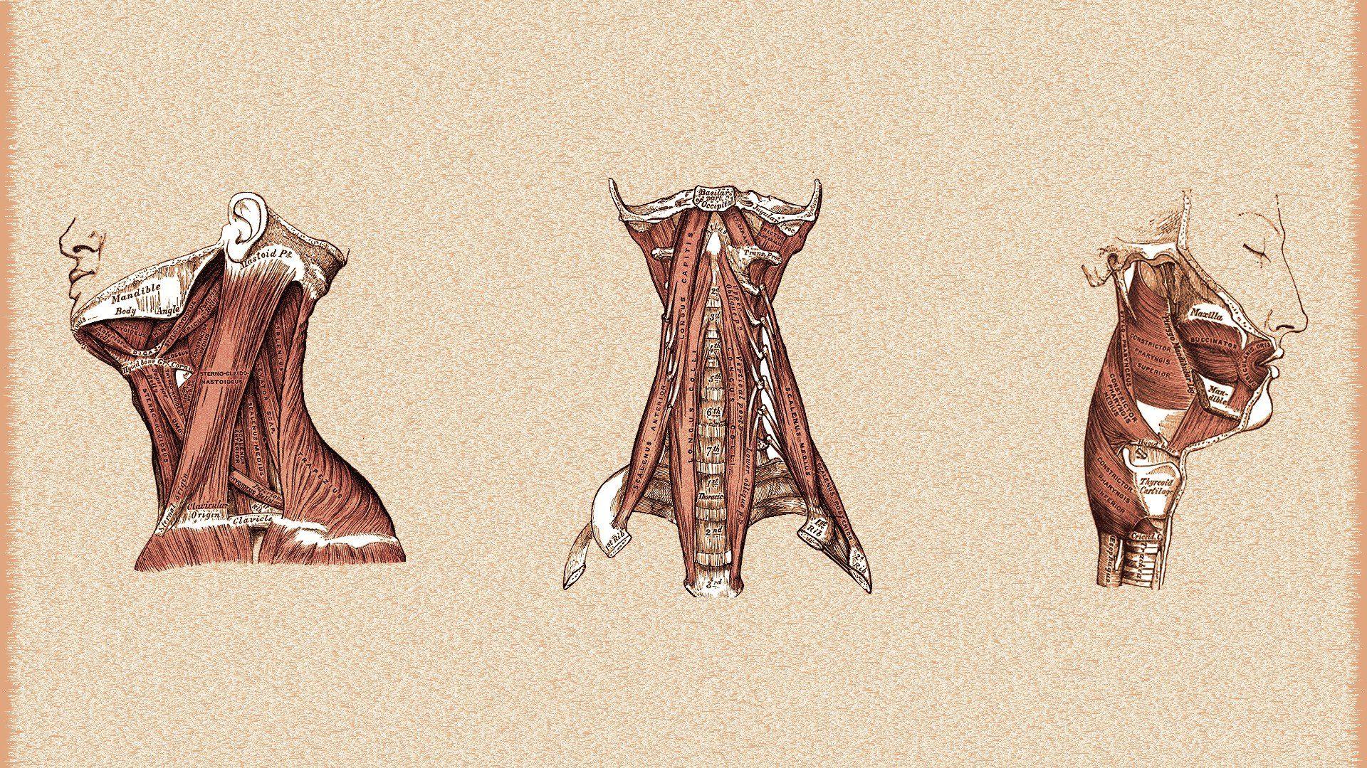 Muscles Anatomy Wallpapers - Top Free Muscles Anatomy Backgrounds ...