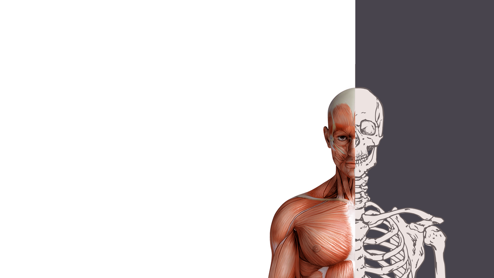 Muscles Anatomy Wallpapers - Top Free Muscles Anatomy Backgrounds ...