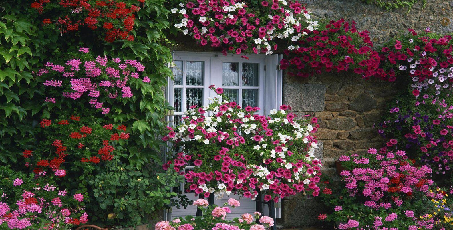 Flower House Wallpapers - Top Free Flower House Backgrounds ...