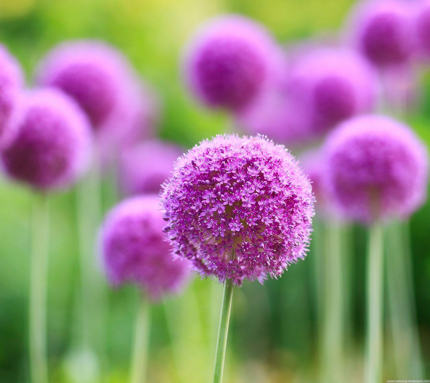 Organic Flower Wallpapers - Top Free Organic Flower Backgrounds ...