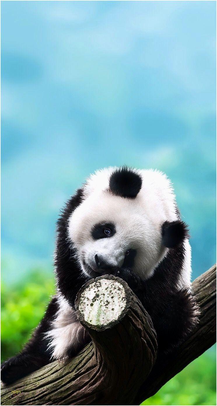 Beautiful Panda Wallpapers - Top Free Beautiful Panda Backgrounds ...