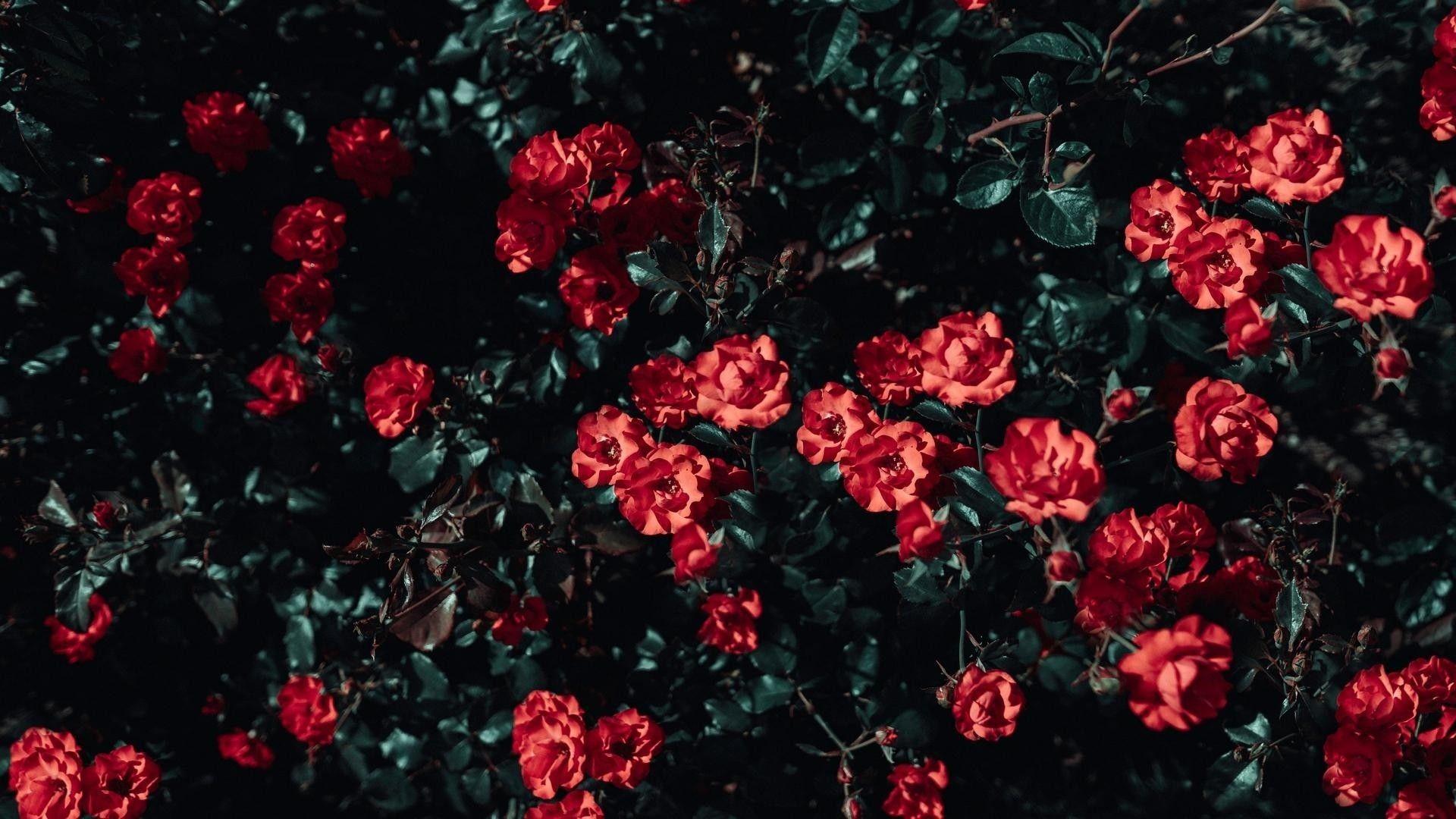 Red Rose Aesthetic Computer Wallpapers - Top Free Red Rose Aesthetic ...