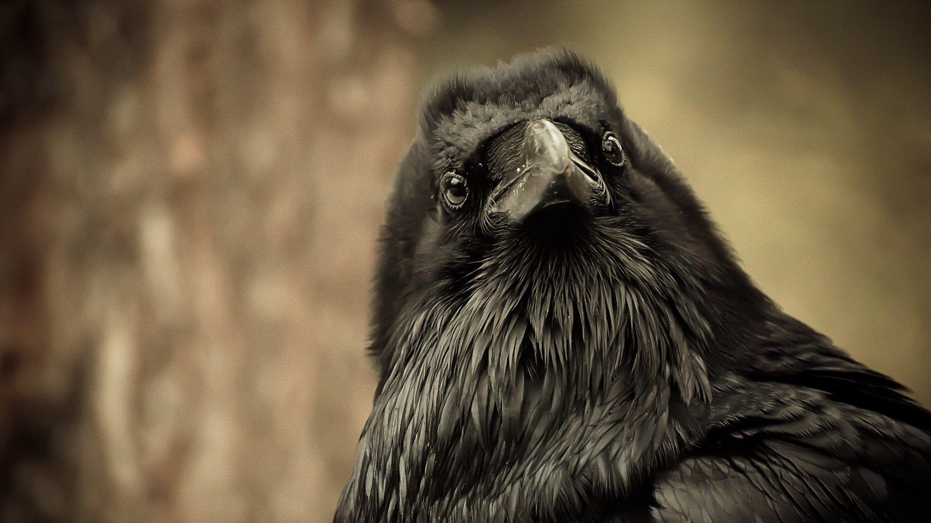 Raven Desktop Wallpapers - Top Free Raven Desktop Backgrounds ...