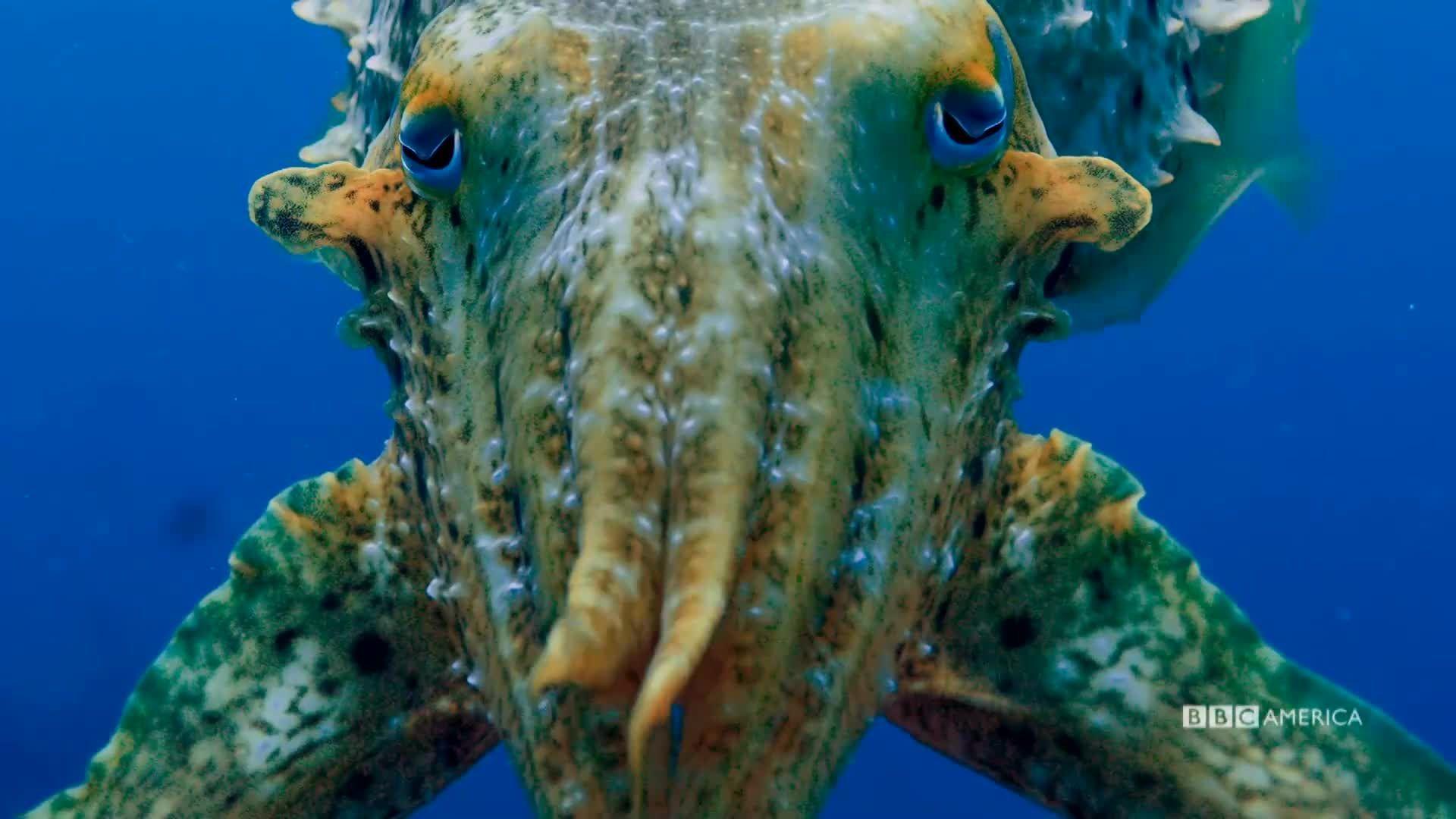 1920X1080 Blue Planet Animal Wallpapers - Top Free 1920X1080 Blue ...