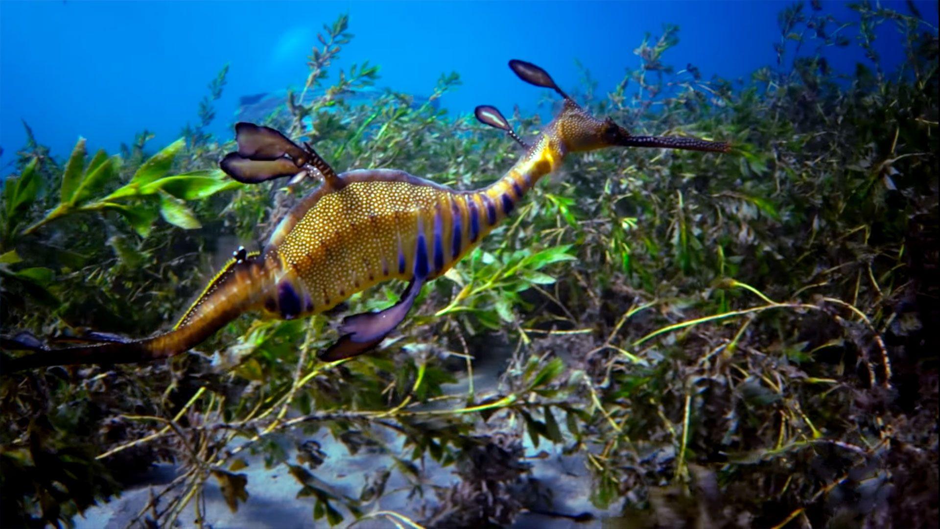 1920X1080 Blue Planet Animal Wallpapers - Top Free 1920X1080 Blue ...