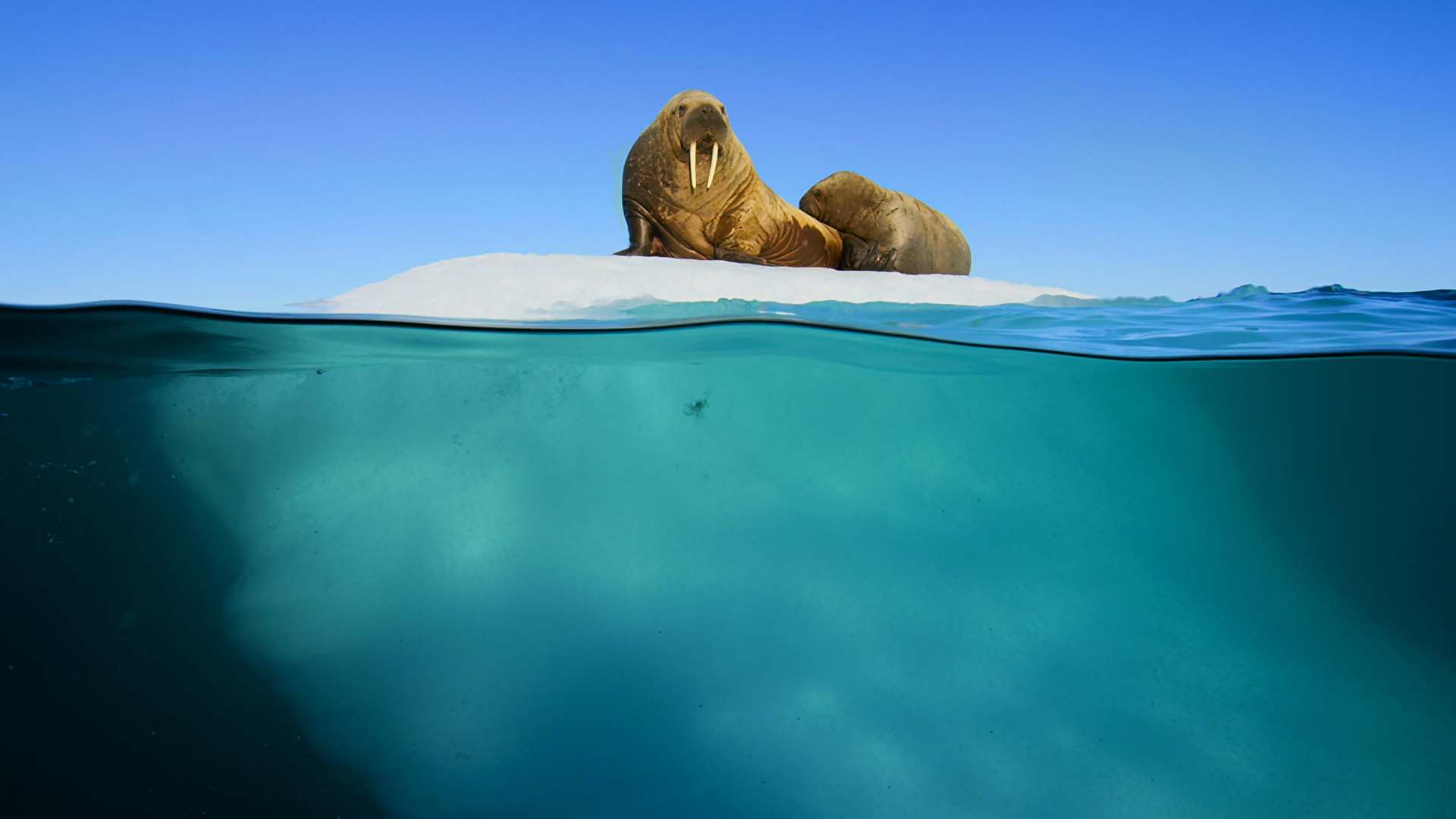 1920X1080 Blue Planet Animal Wallpapers - Top Free 1920X1080 Blue ...