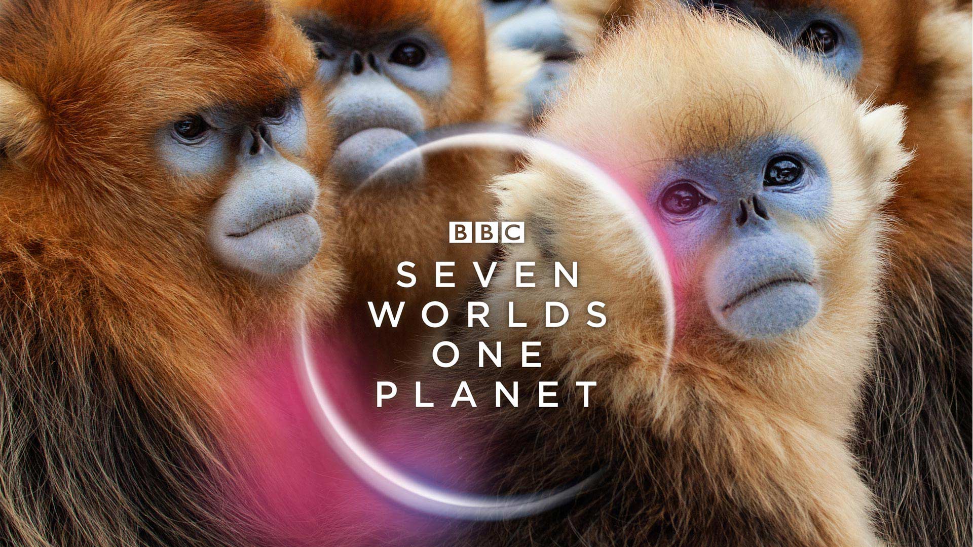 1920X1080 Blue Planet Animal Wallpapers - Top Free 1920X1080 Blue ...