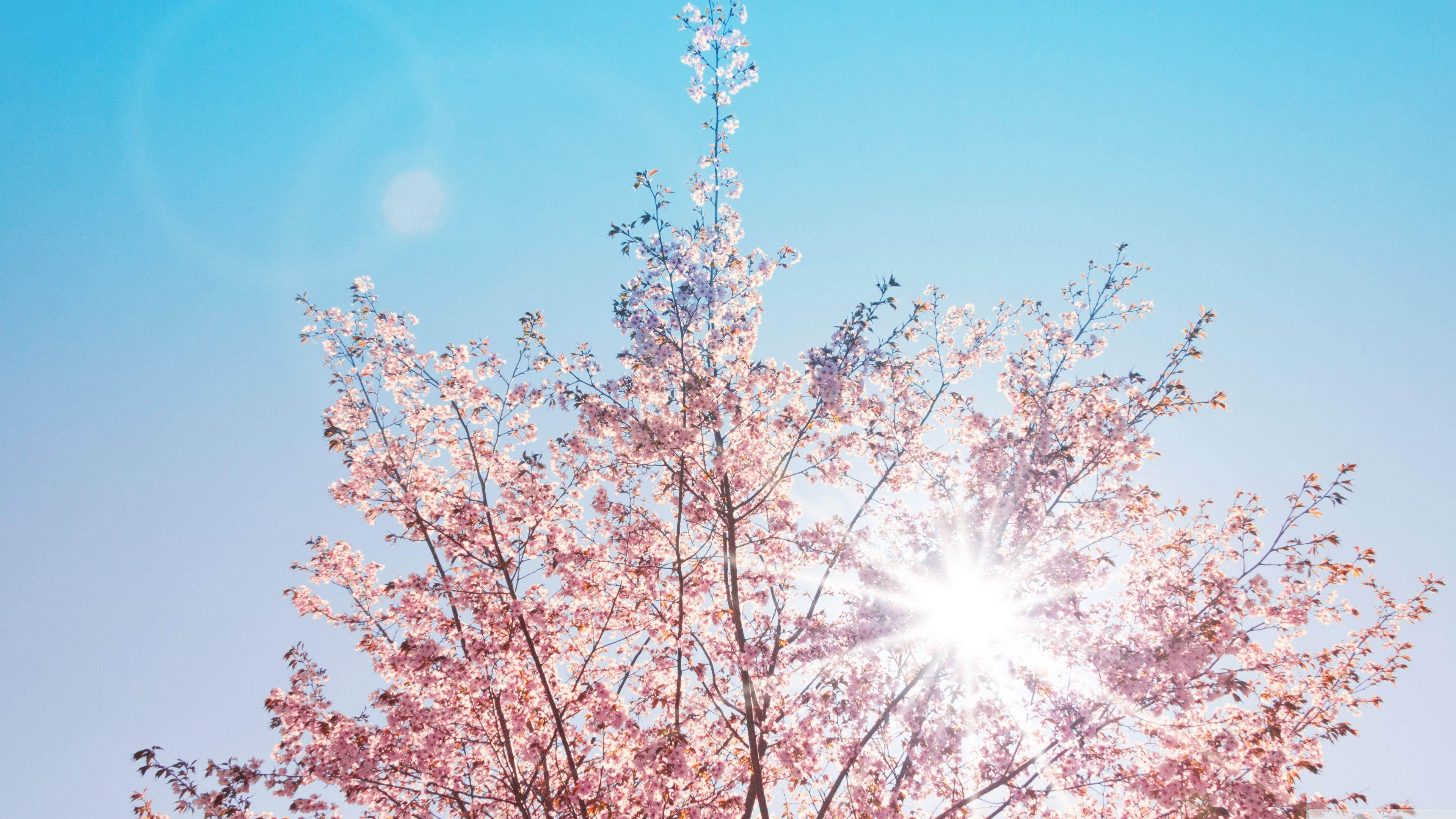 Spring Sunshine Wallpapers - Top Free Spring Sunshine Backgrounds ...