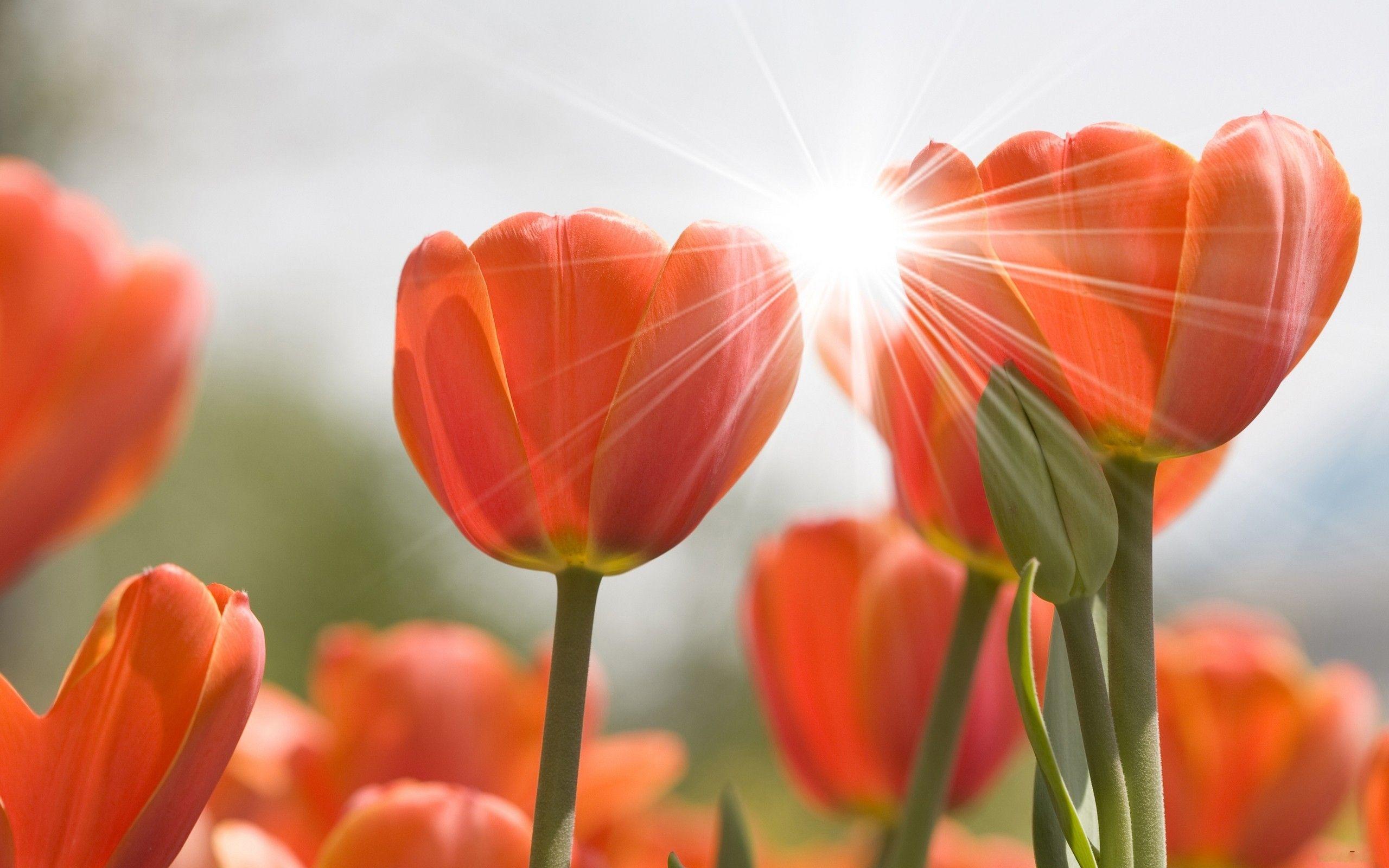 Spring Sunshine Wallpapers - Top Free Spring Sunshine Backgrounds ...