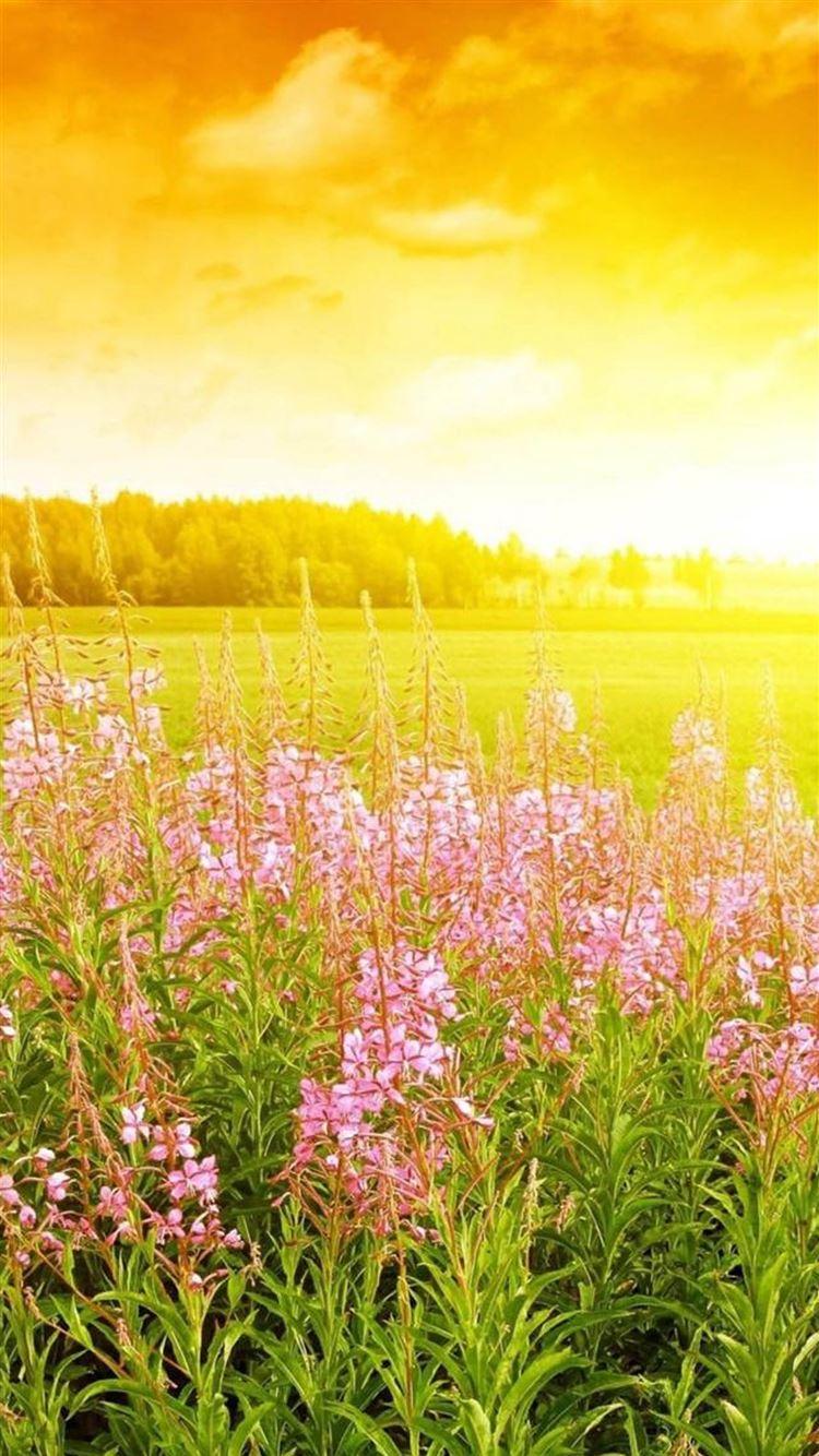 Spring Sunshine Wallpapers - Top Free Spring Sunshine Backgrounds ...