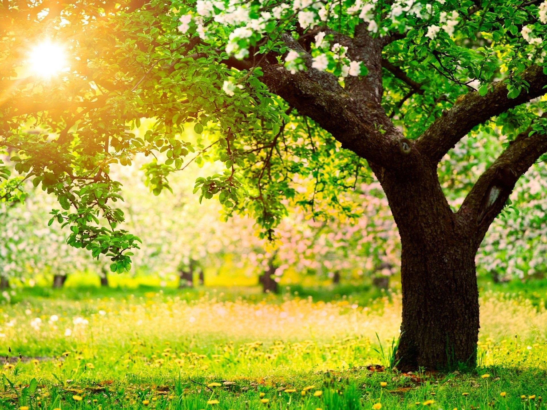 Spring Sunshine Wallpapers - Top Free Spring Sunshine Backgrounds ...