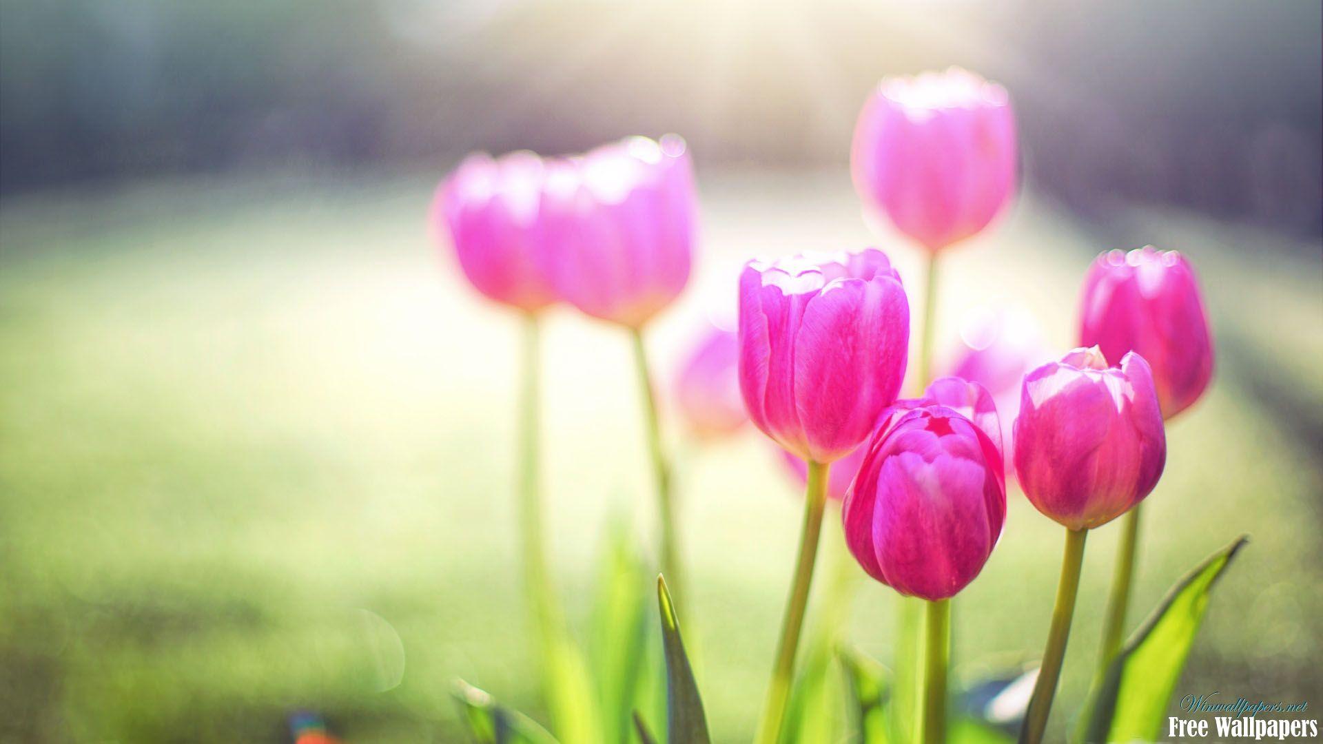 Spring Sunshine Wallpapers - Top Free Spring Sunshine Backgrounds ...
