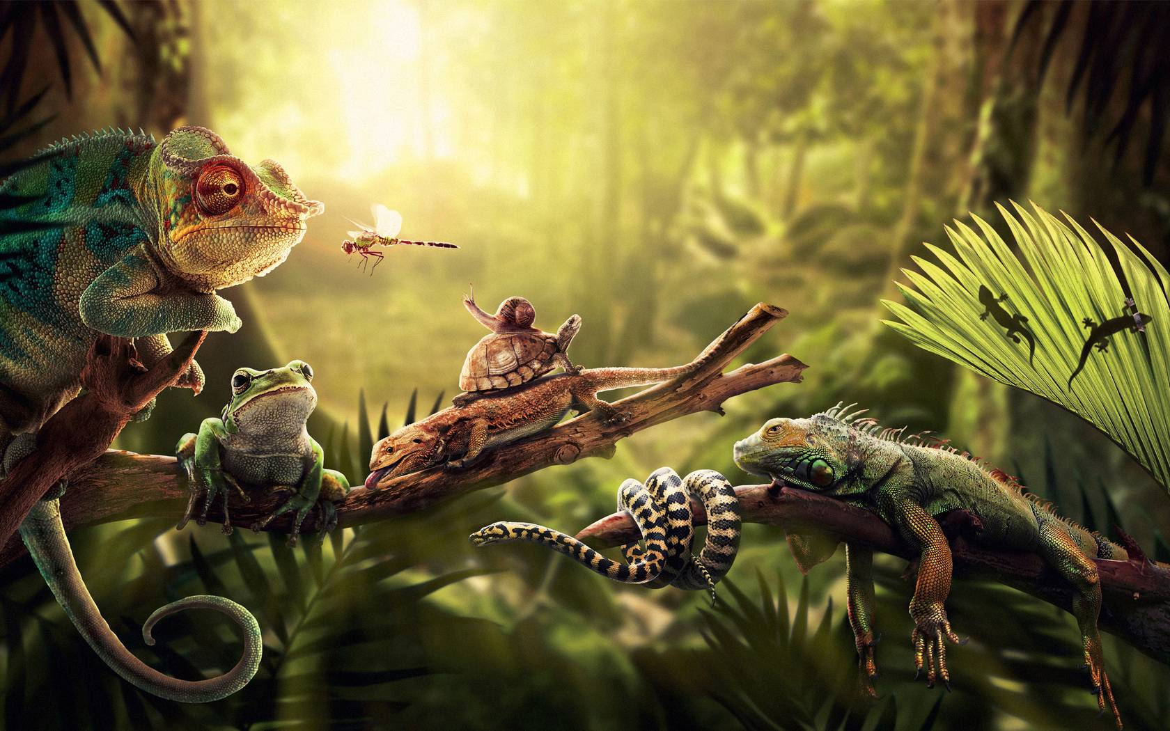 Animal Reptile Wallpapers - Top Free Animal Reptile Backgrounds ...