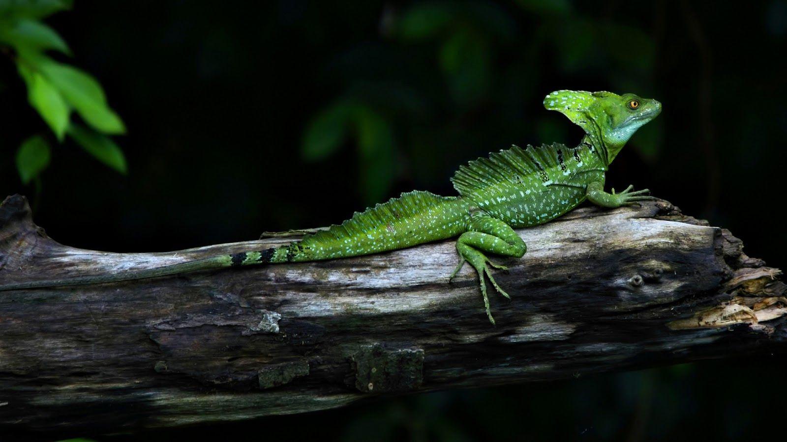 Animal Reptile Wallpapers - Top Free Animal Reptile Backgrounds ...