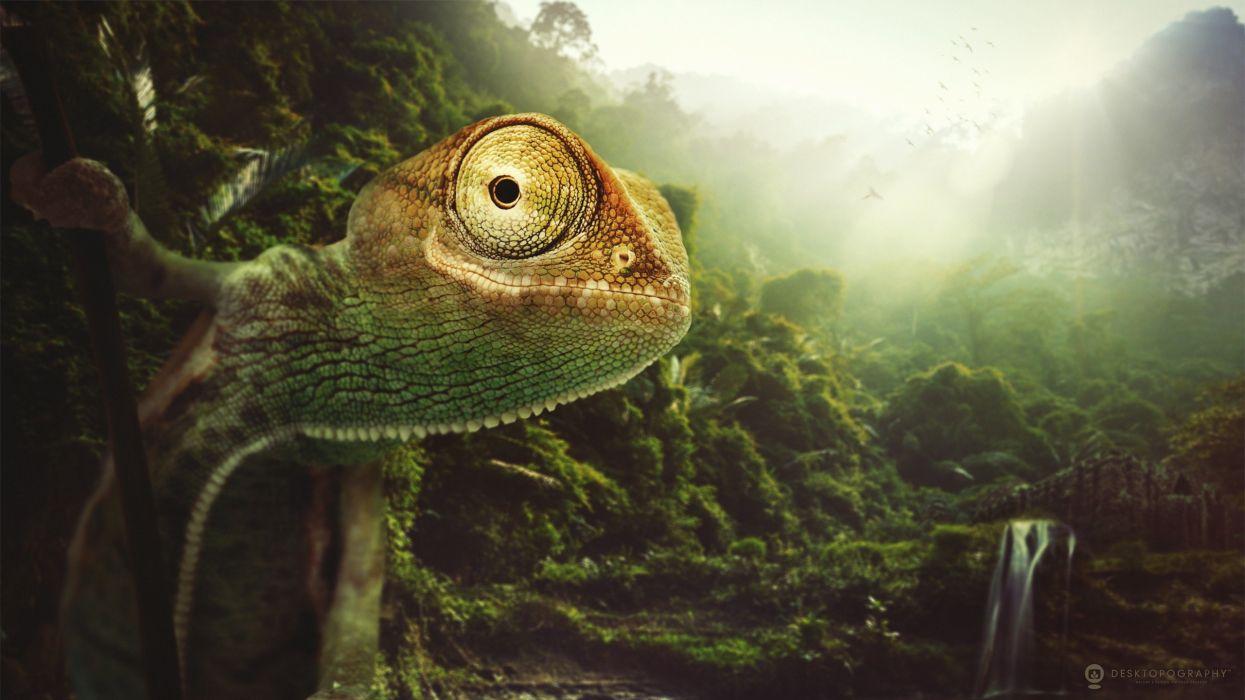 Animal Reptile Wallpapers - Top Free Animal Reptile Backgrounds ...