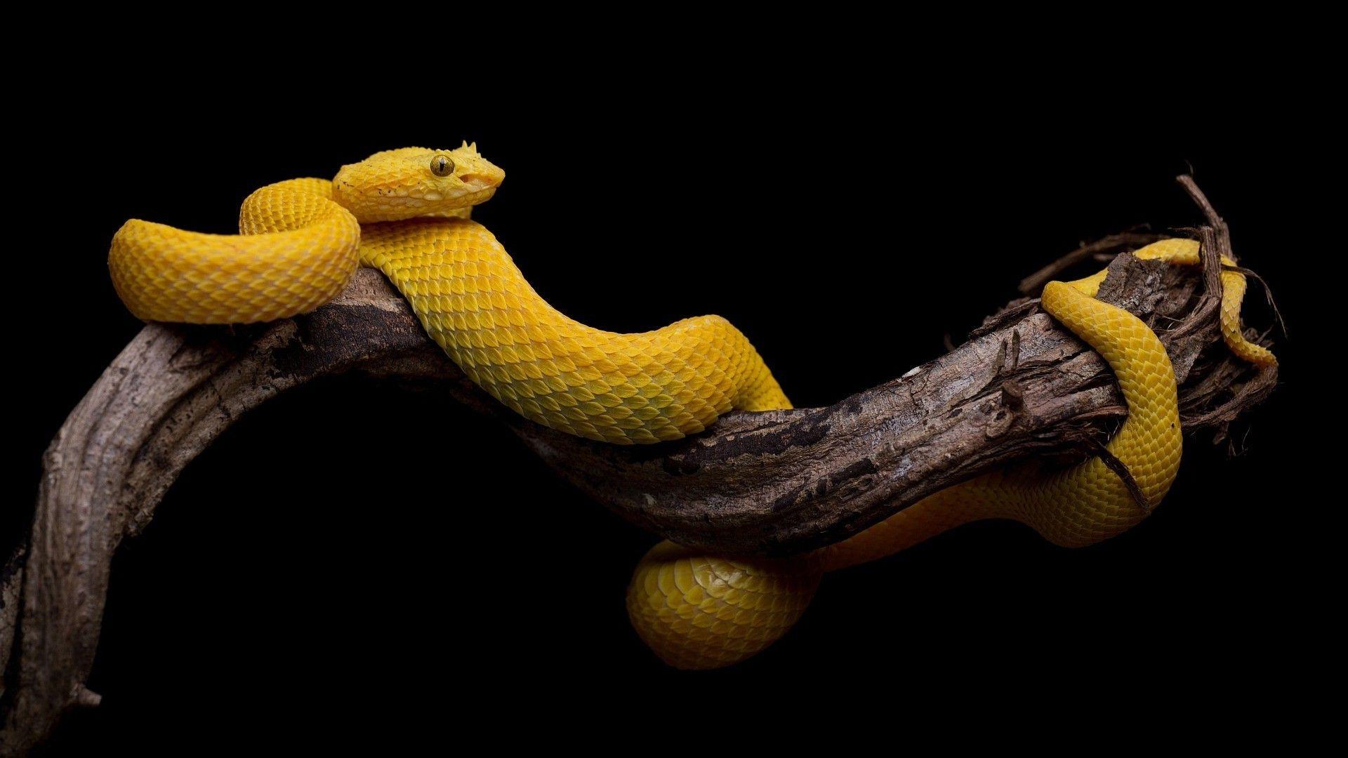 Animal Reptile Wallpapers - Top Free Animal Reptile Backgrounds ...