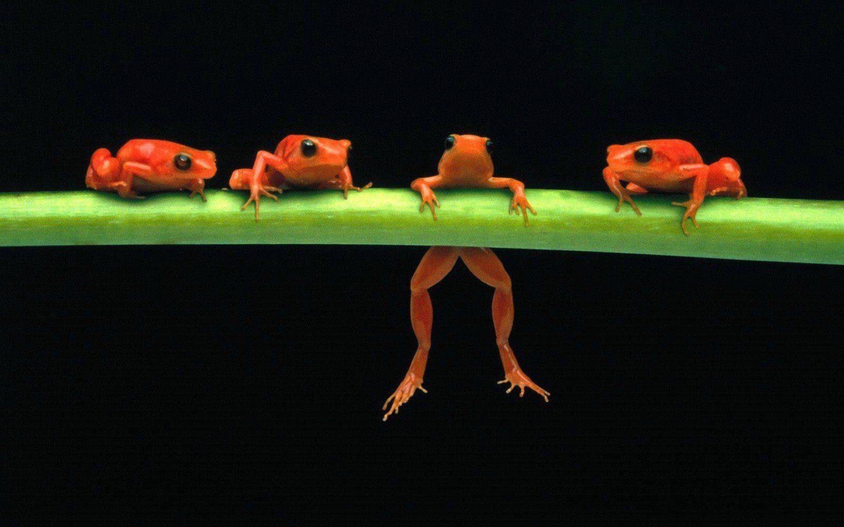 Amphibian Wallpapers - Top Free Amphibian Backgrounds - WallpaperAccess
