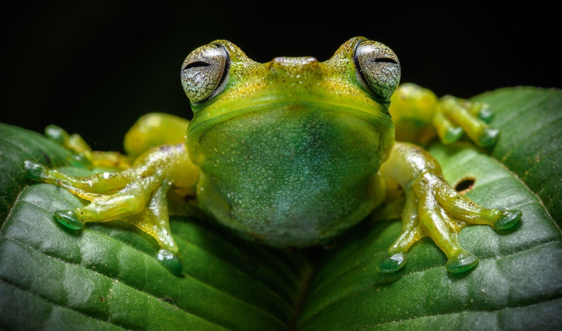 Amphibian Wallpapers - Top Free Amphibian Backgrounds - WallpaperAccess