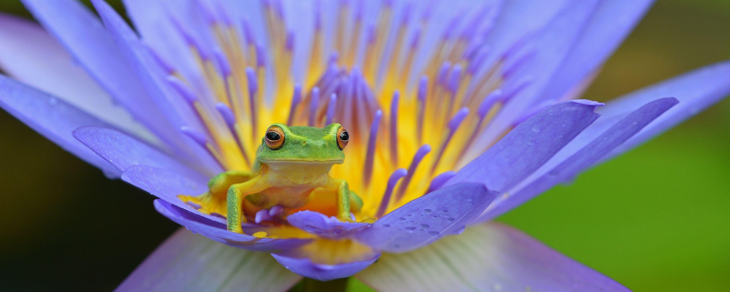 Amphibian Wallpapers - Top Free Amphibian Backgrounds - WallpaperAccess