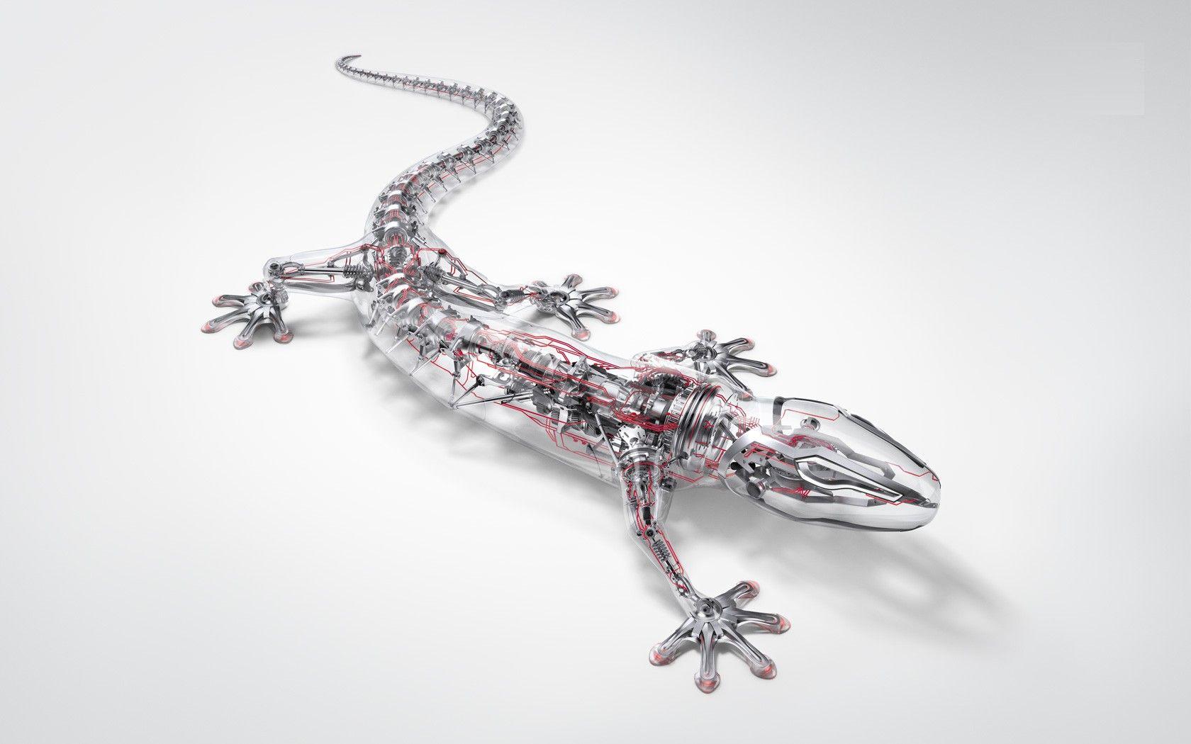 Animal Reptile Wallpapers - Top Free Animal Reptile Backgrounds ...