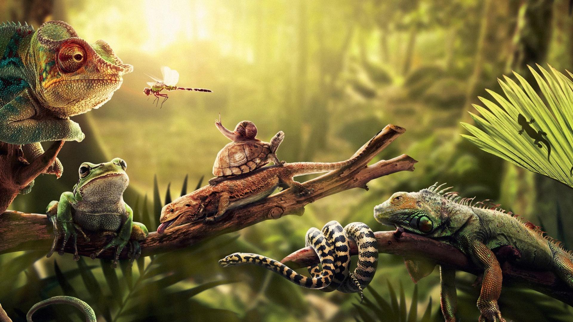 Amphibian Wallpapers - Top Free Amphibian Backgrounds - WallpaperAccess