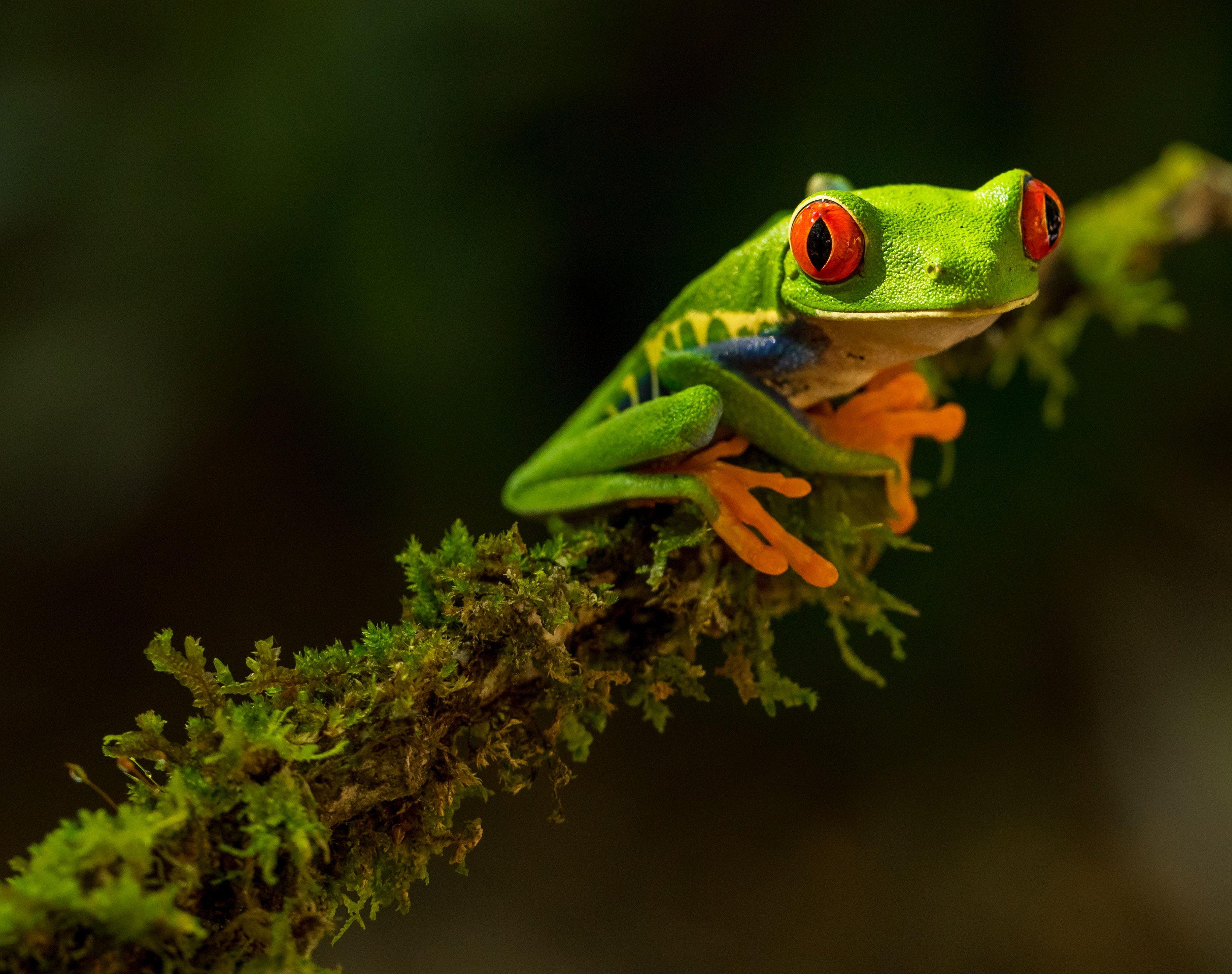 Amphibian Wallpapers - Top Free Amphibian Backgrounds - WallpaperAccess