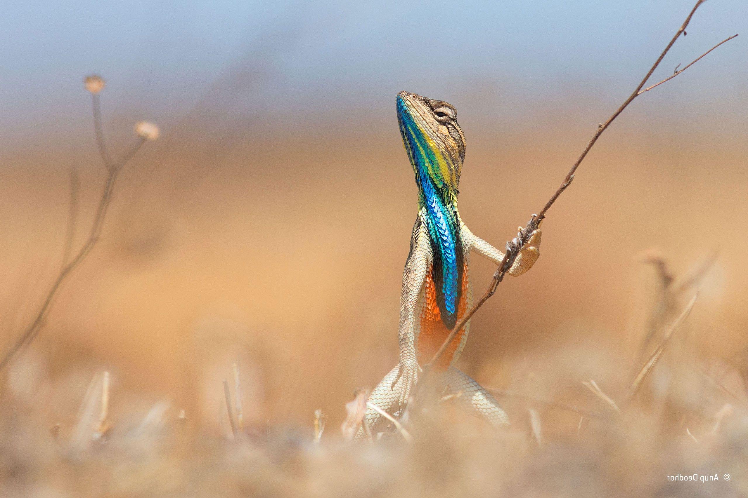 Animal Reptile Wallpapers - Top Free Animal Reptile Backgrounds ...