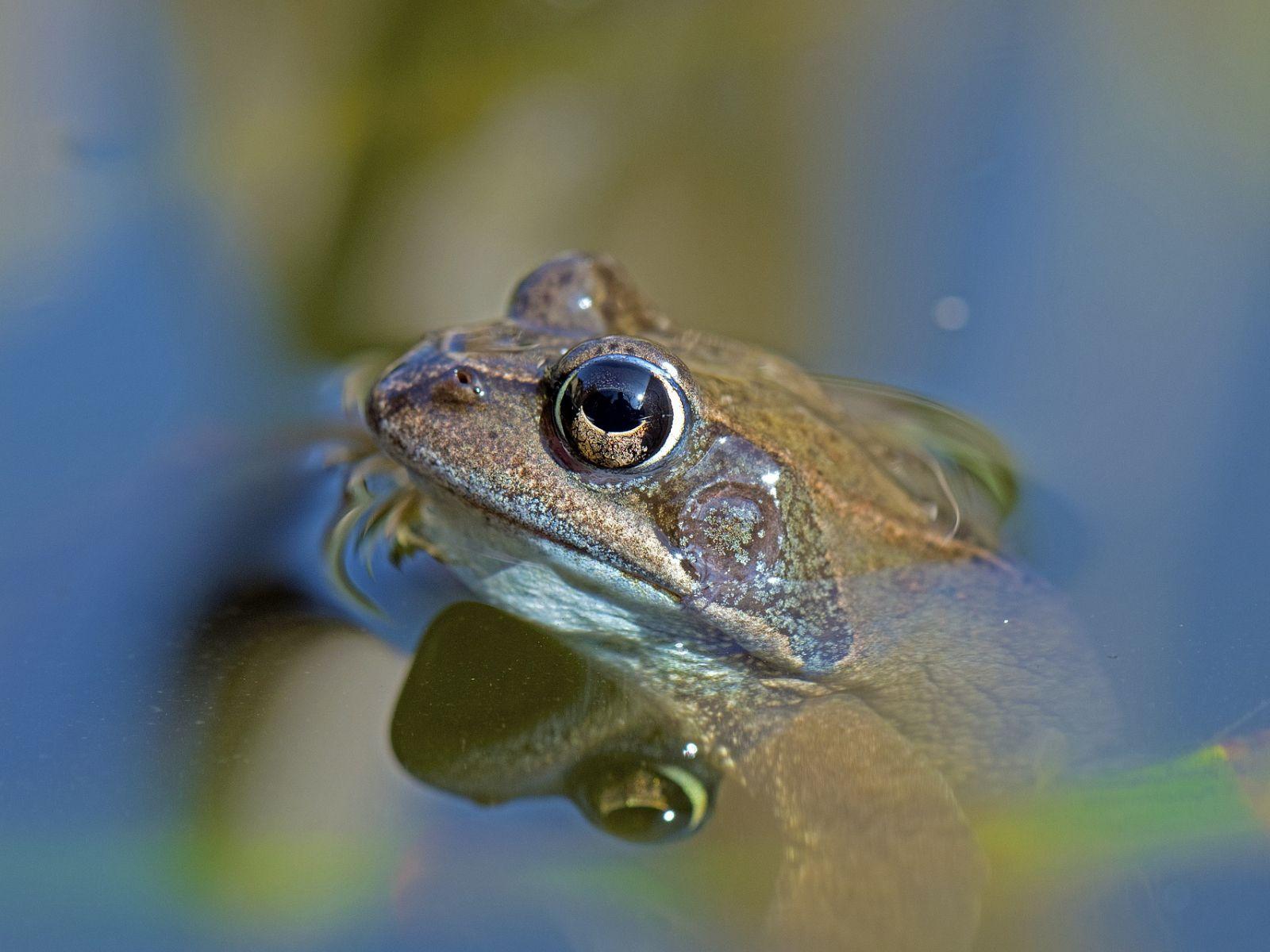 Amphibian Wallpapers - Top Free Amphibian Backgrounds - WallpaperAccess