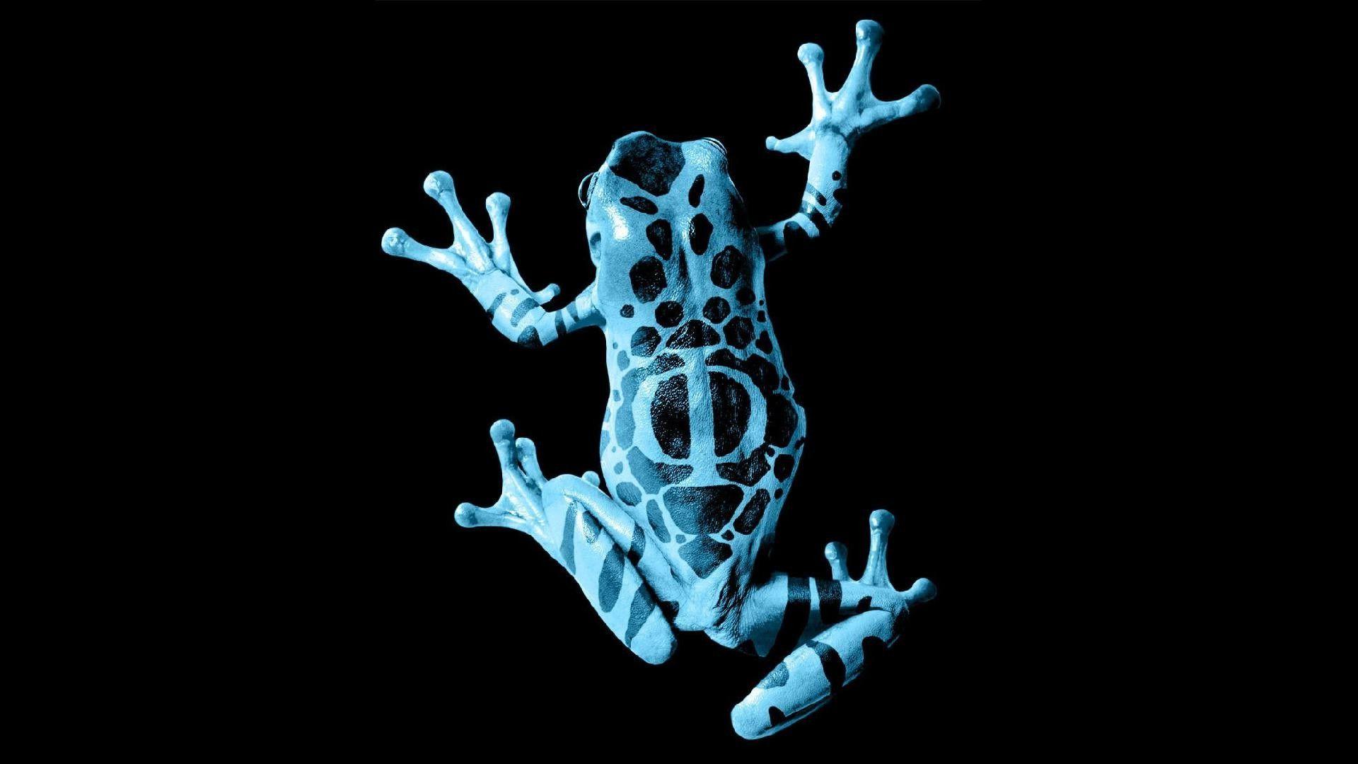 Amphibian Wallpapers - Top Free Amphibian Backgrounds - WallpaperAccess