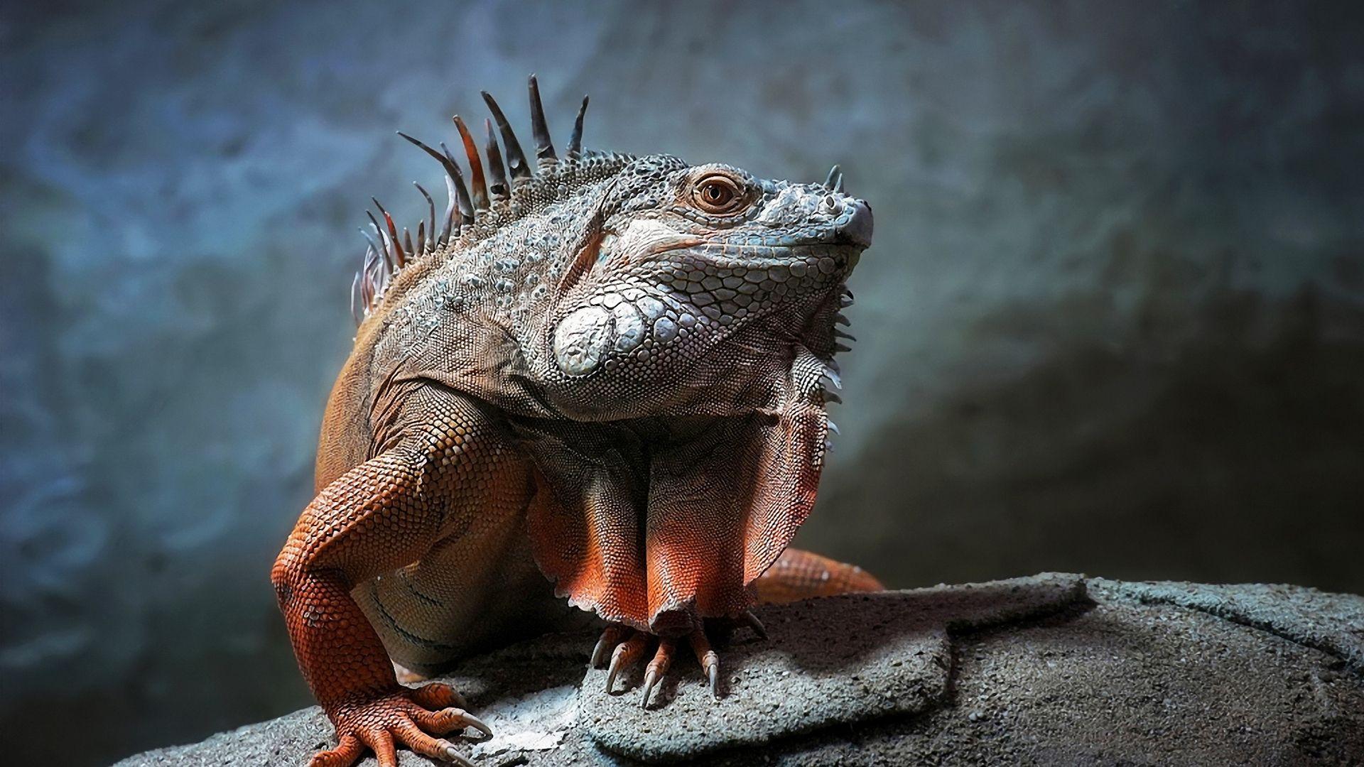 Animal Reptile Wallpapers - Top Free Animal Reptile Backgrounds ...